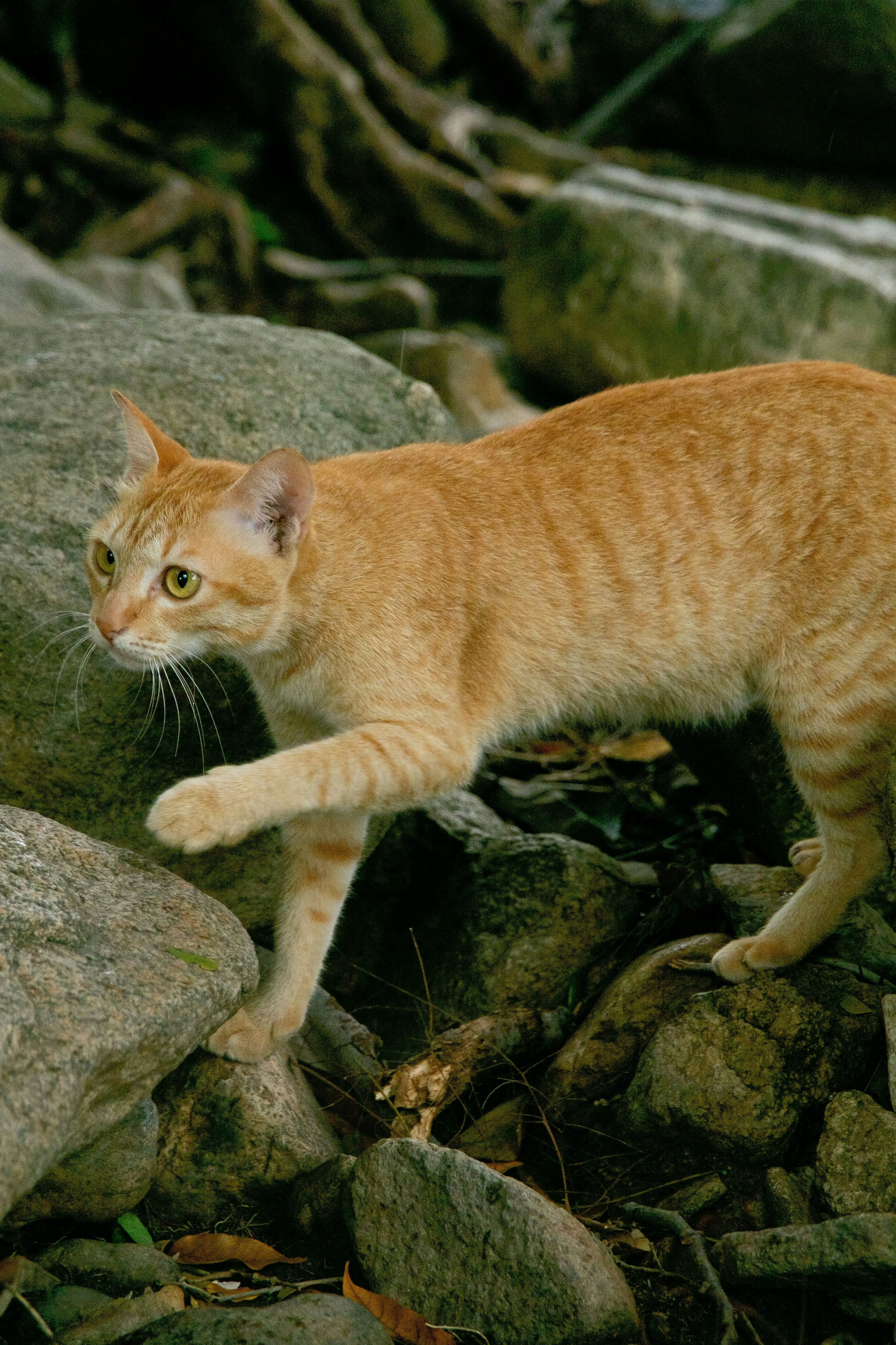 Amber Prowler Traverses a Stonescape