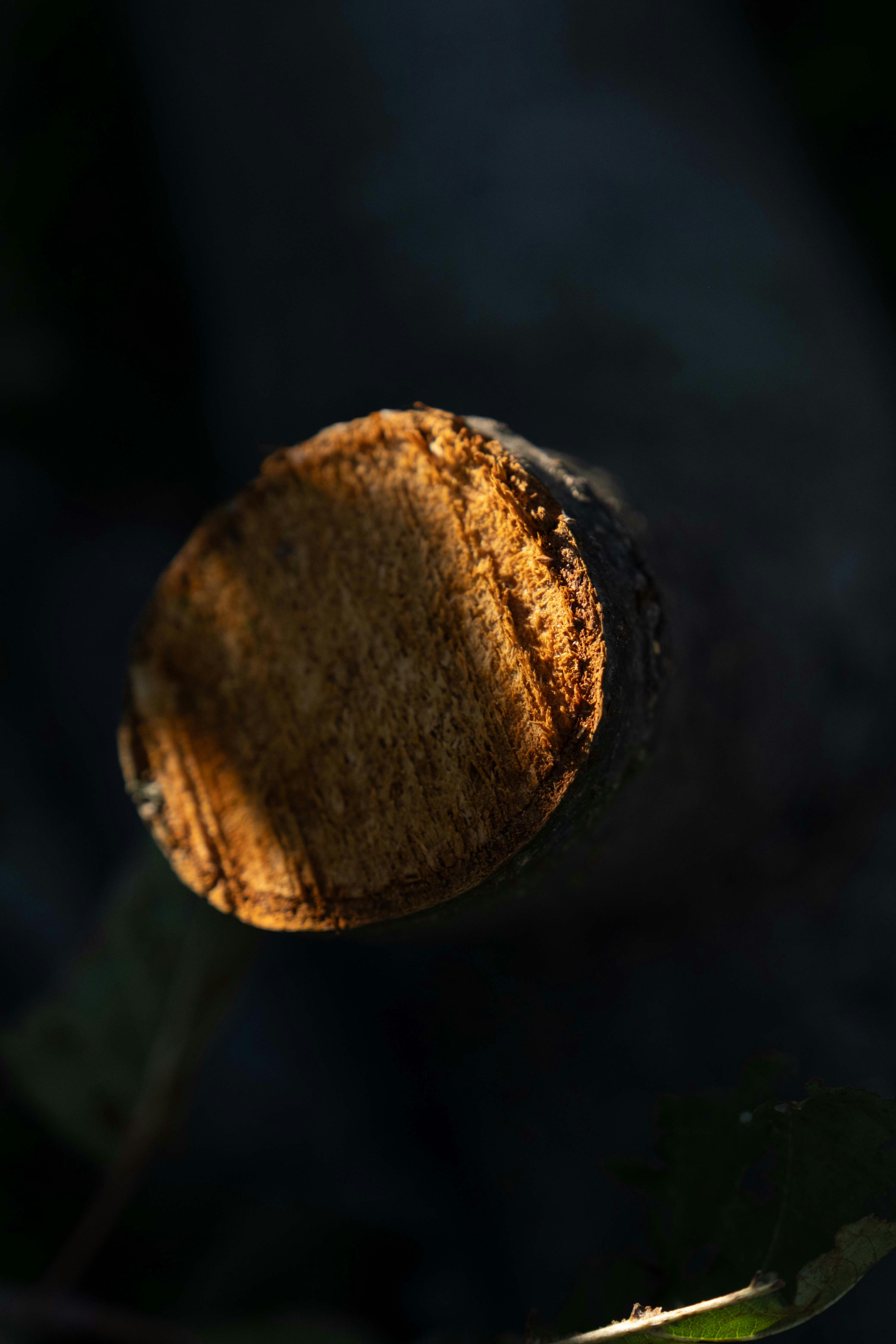 Edge of Light: Macro Portrait of a Weathered Log Cross-Section