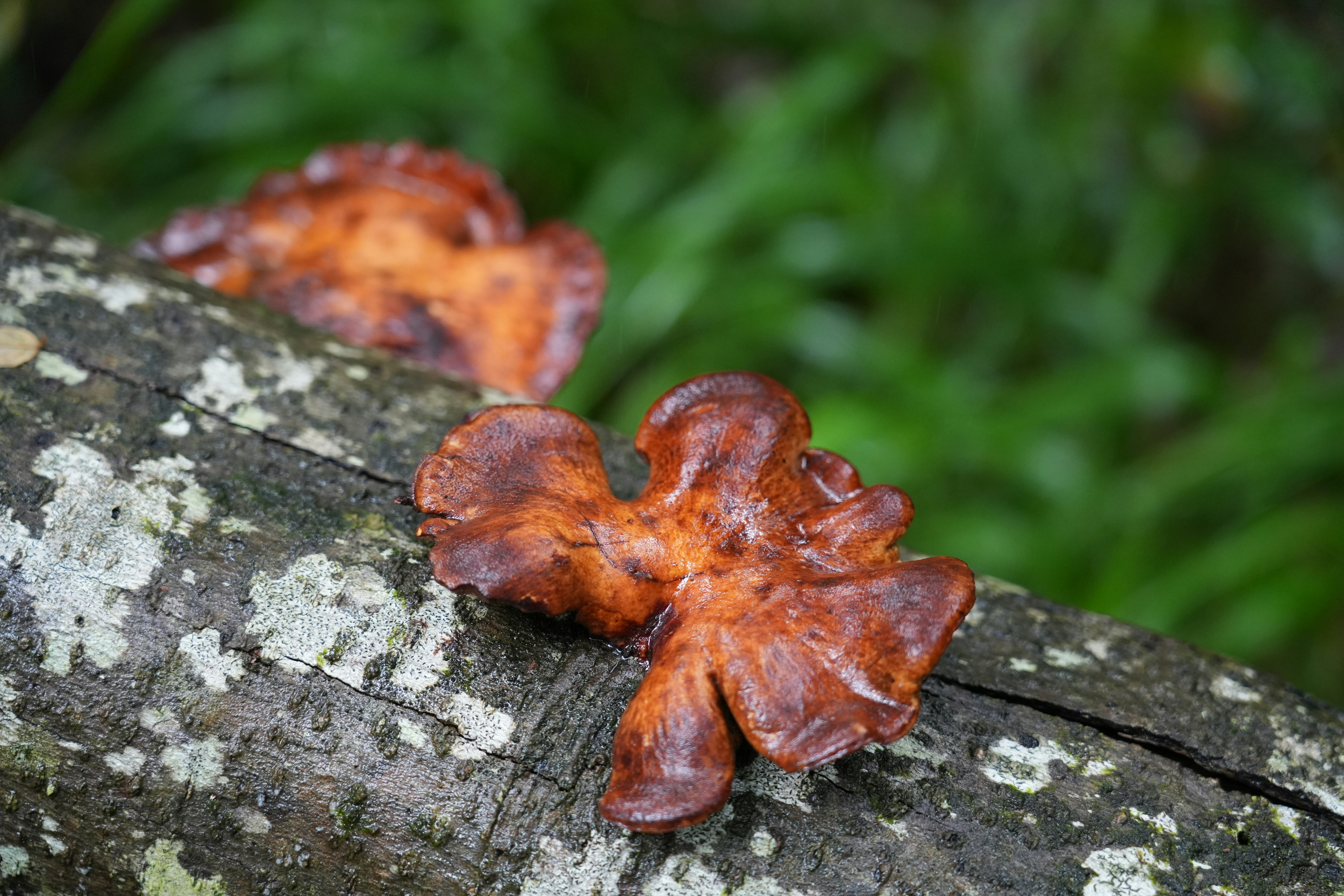 Bronzed shelf fungus resting along a mossy log