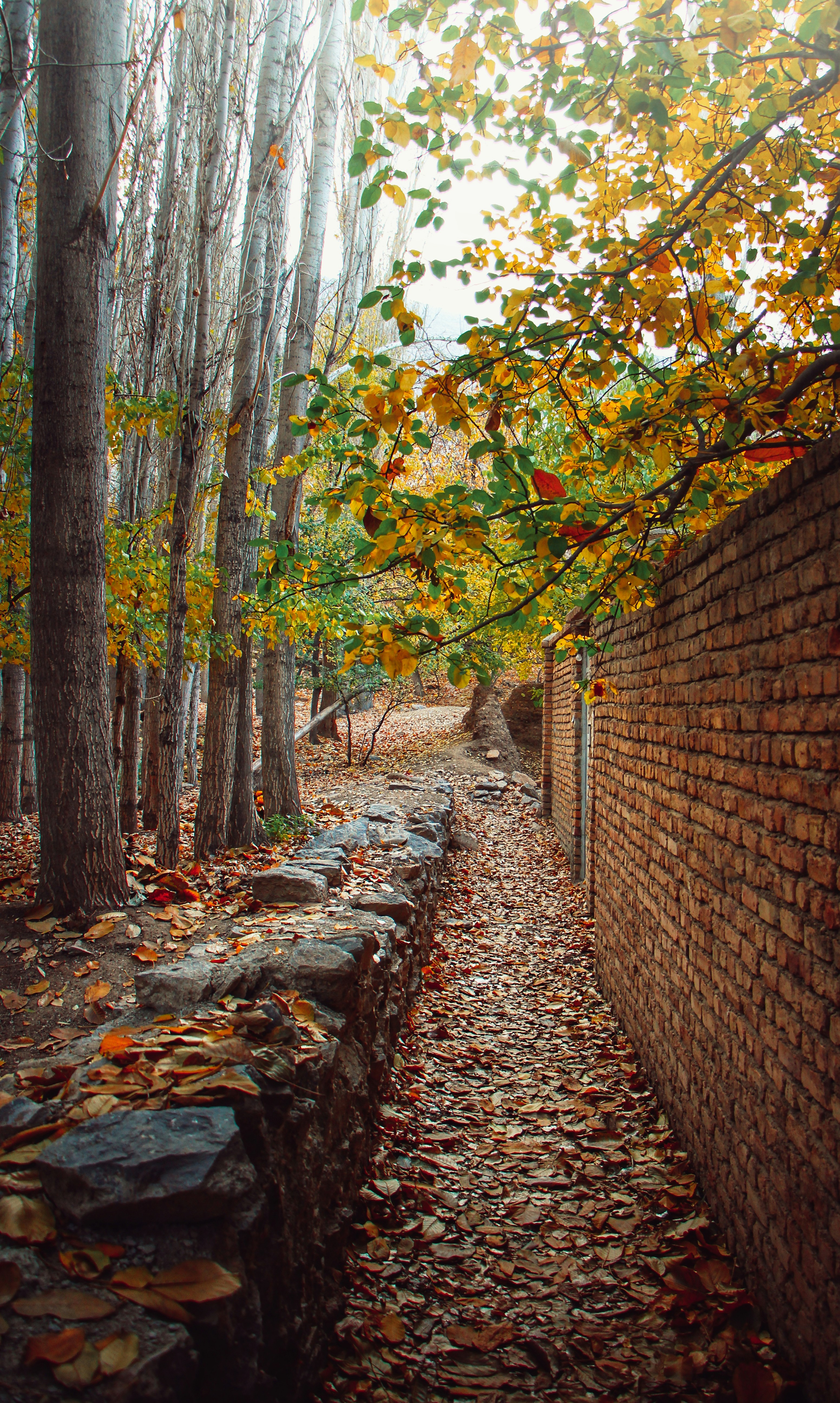Autumn Alley: Leaves, Stones, and a Quiet Brick Wall