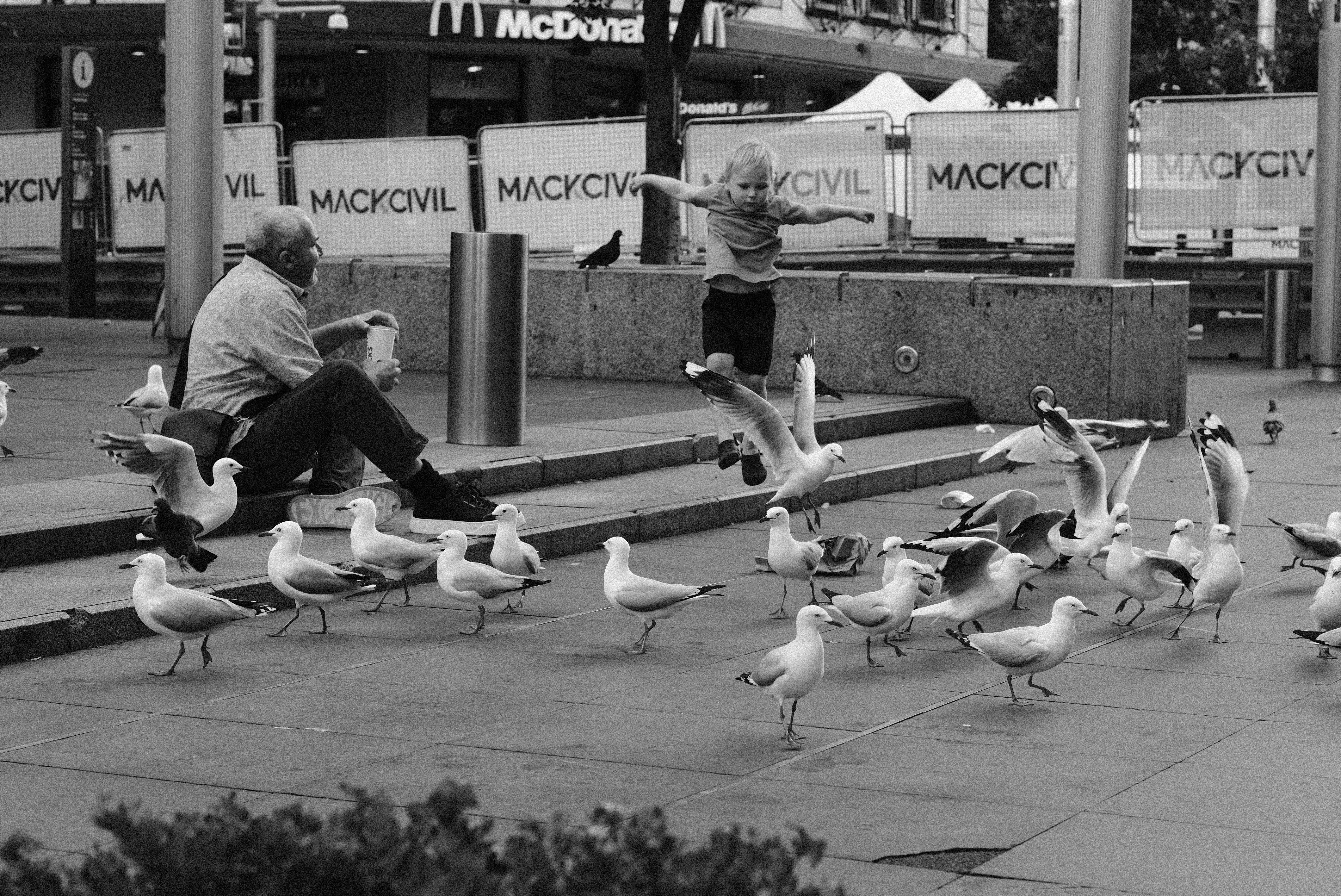 City Square Moment: Seagulls Gather as a Child Reaches Out