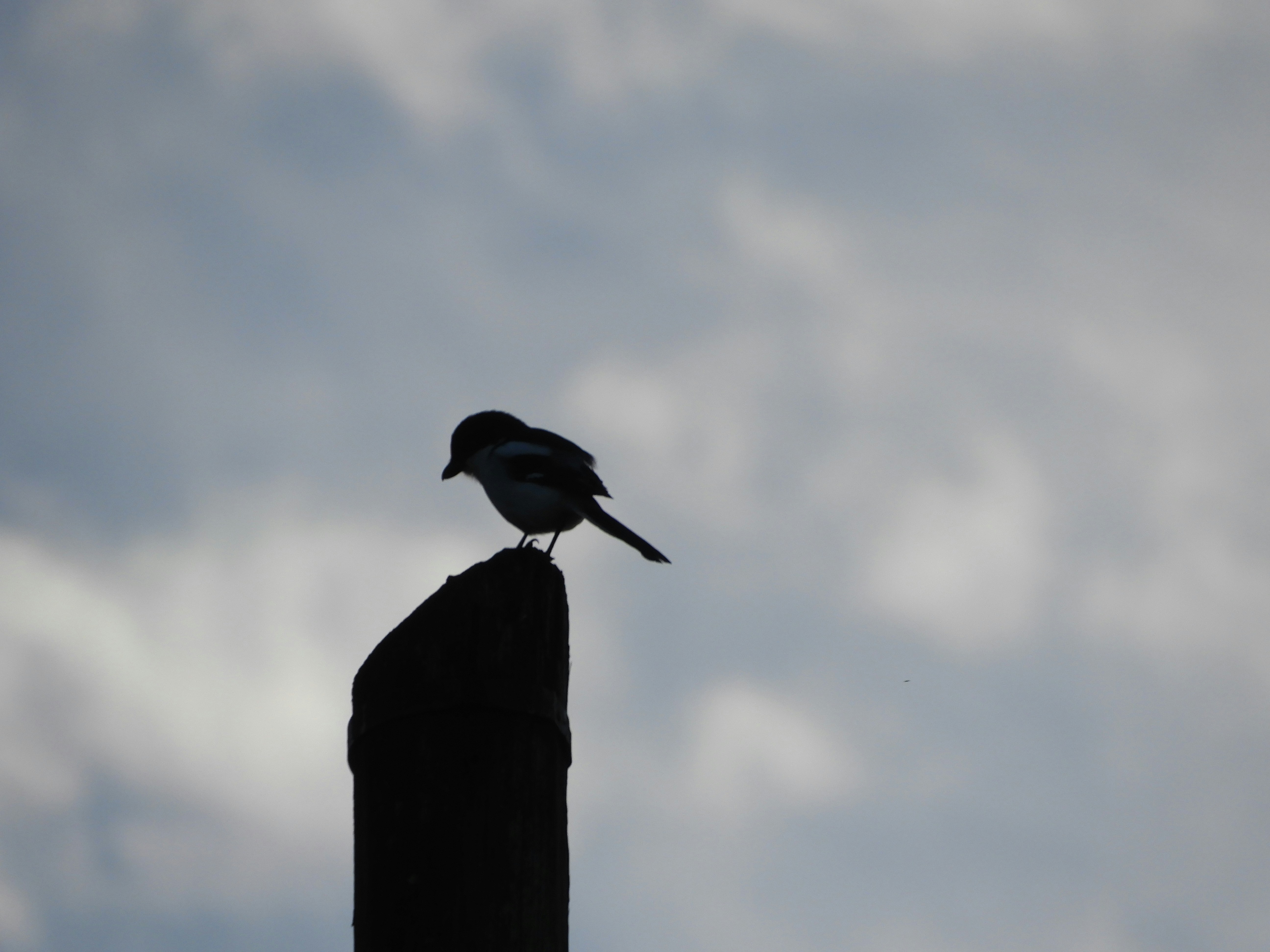 Photo by Alyssa Elliott with Nikon COOLPIX B700