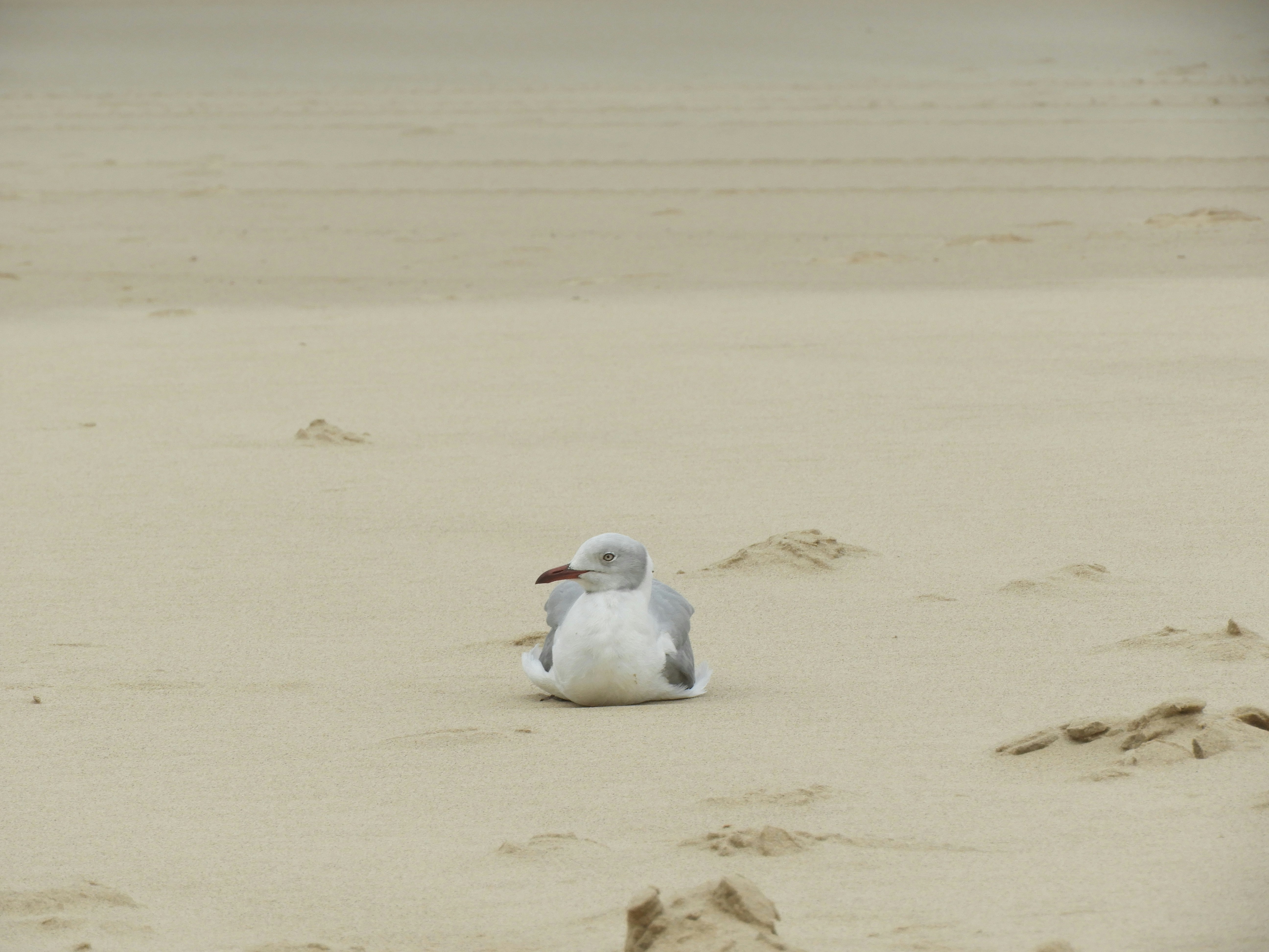 Lone Seagull on a Quiet Beach: Pale Sand and Simple Light