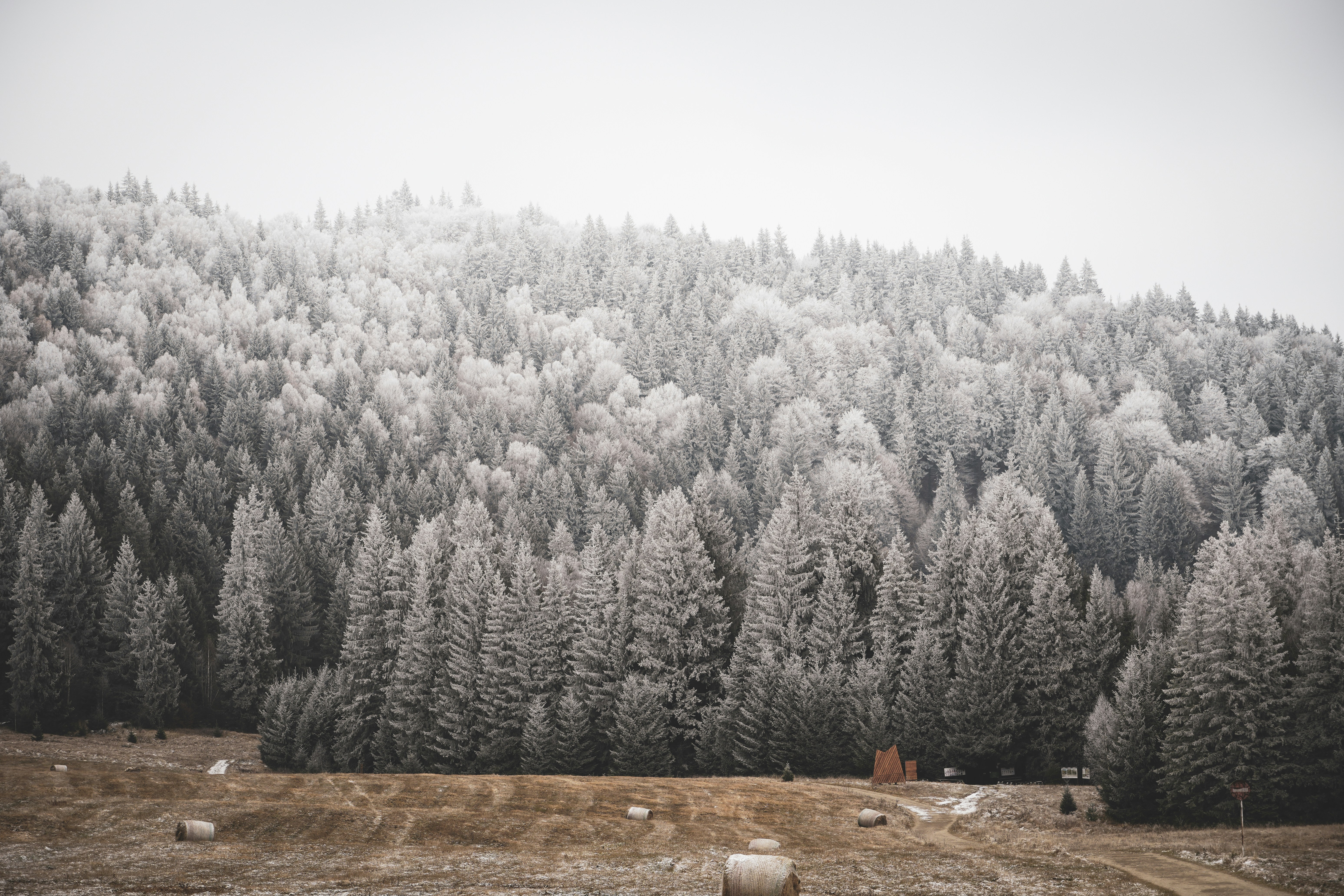 A field with a forest in the background photo – Free Romania Image on ...