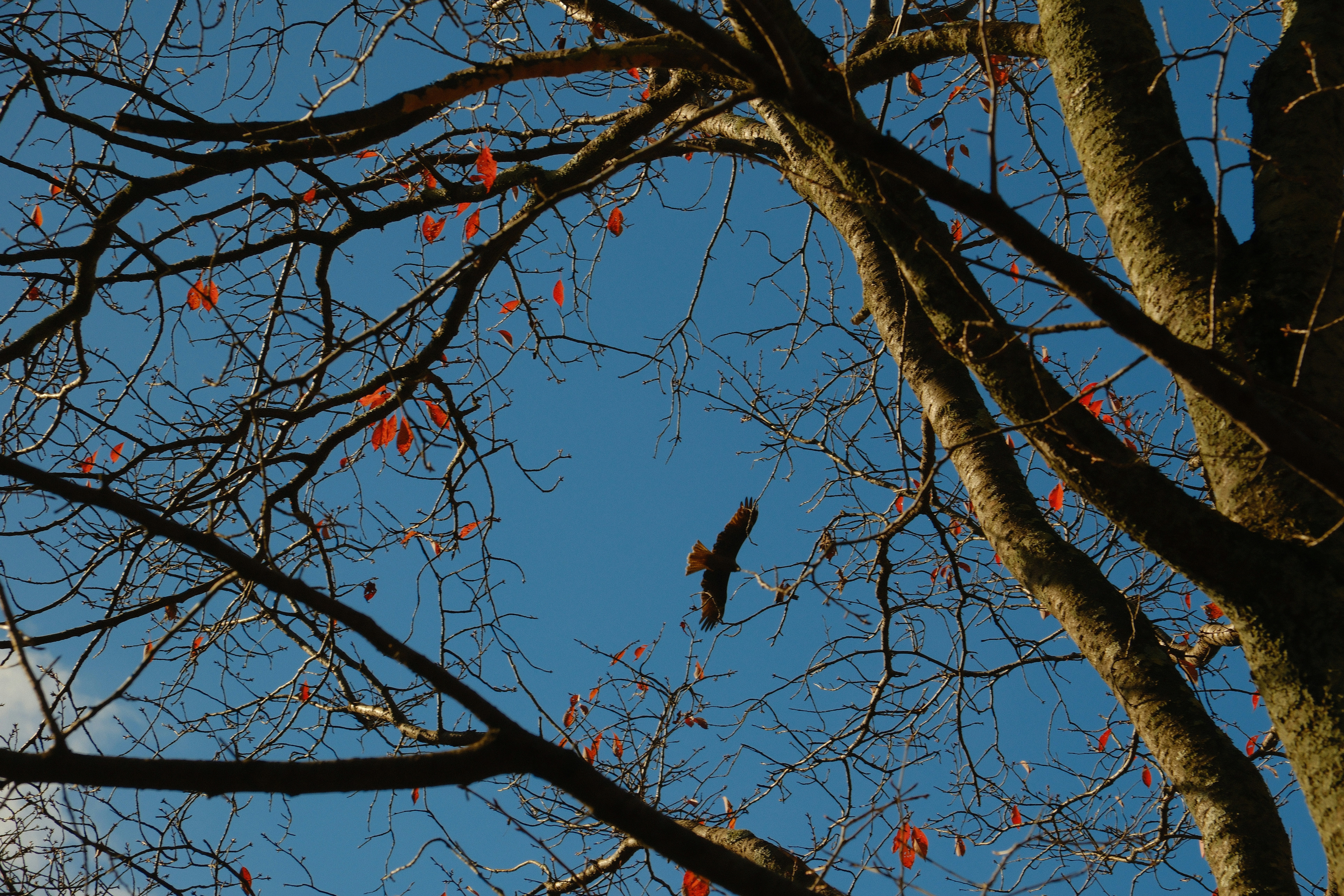 Bird in Flight Between Branches Over a Pristine Blue Sky