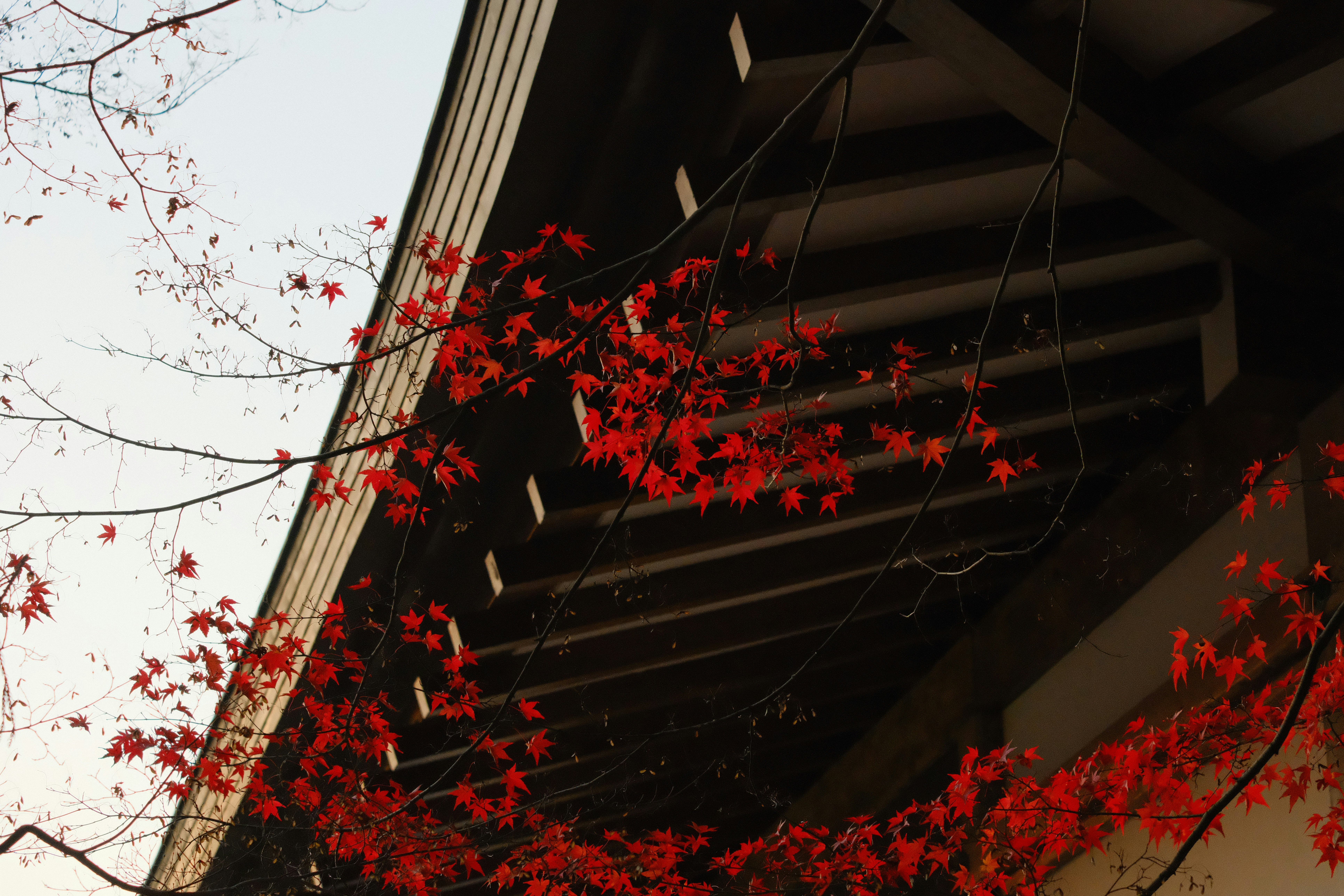 Crimson Maple Drapes Over a Quiet Eave