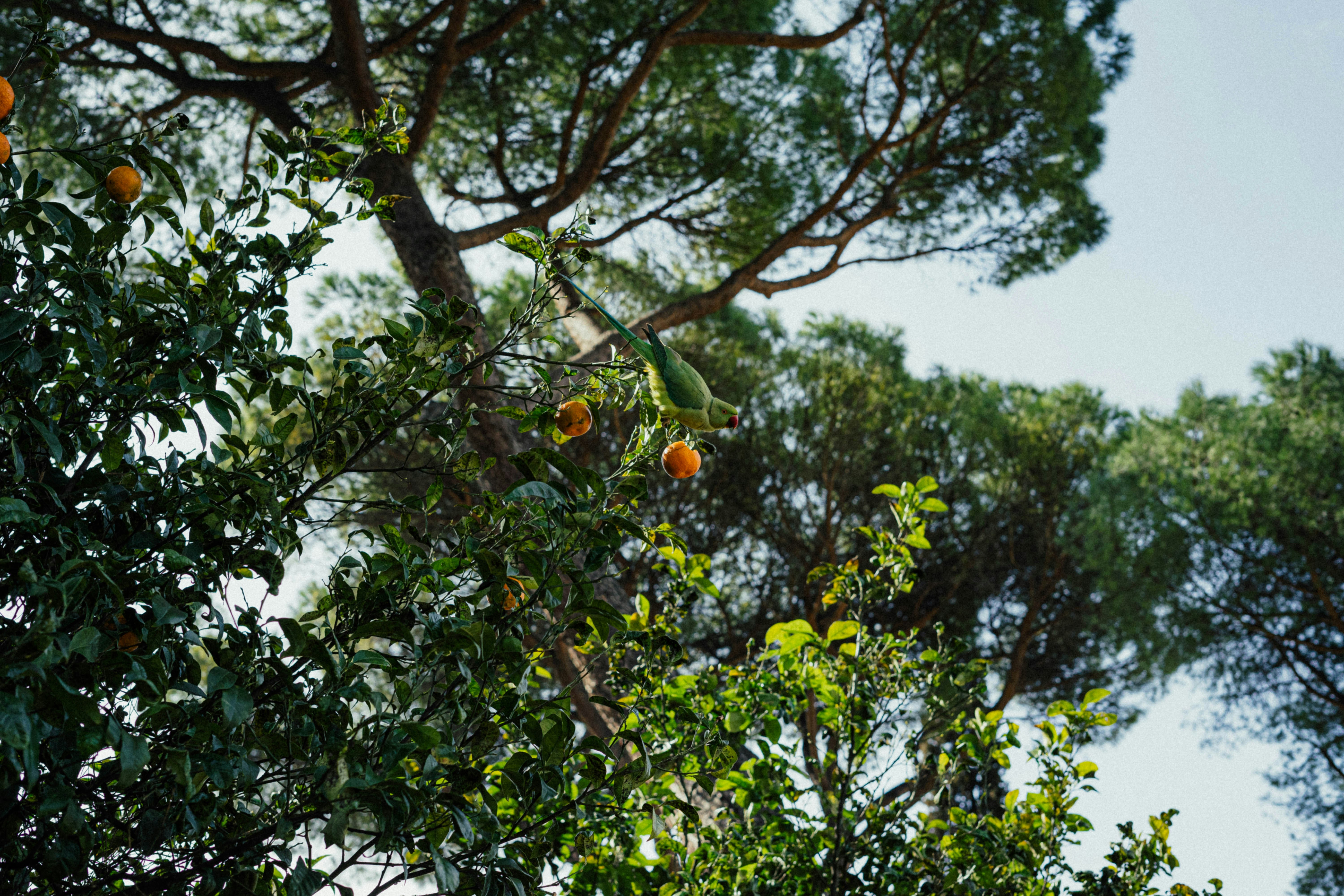Dappled Citrus in a Leafy Veil: Oranges on a Sunlit Branch