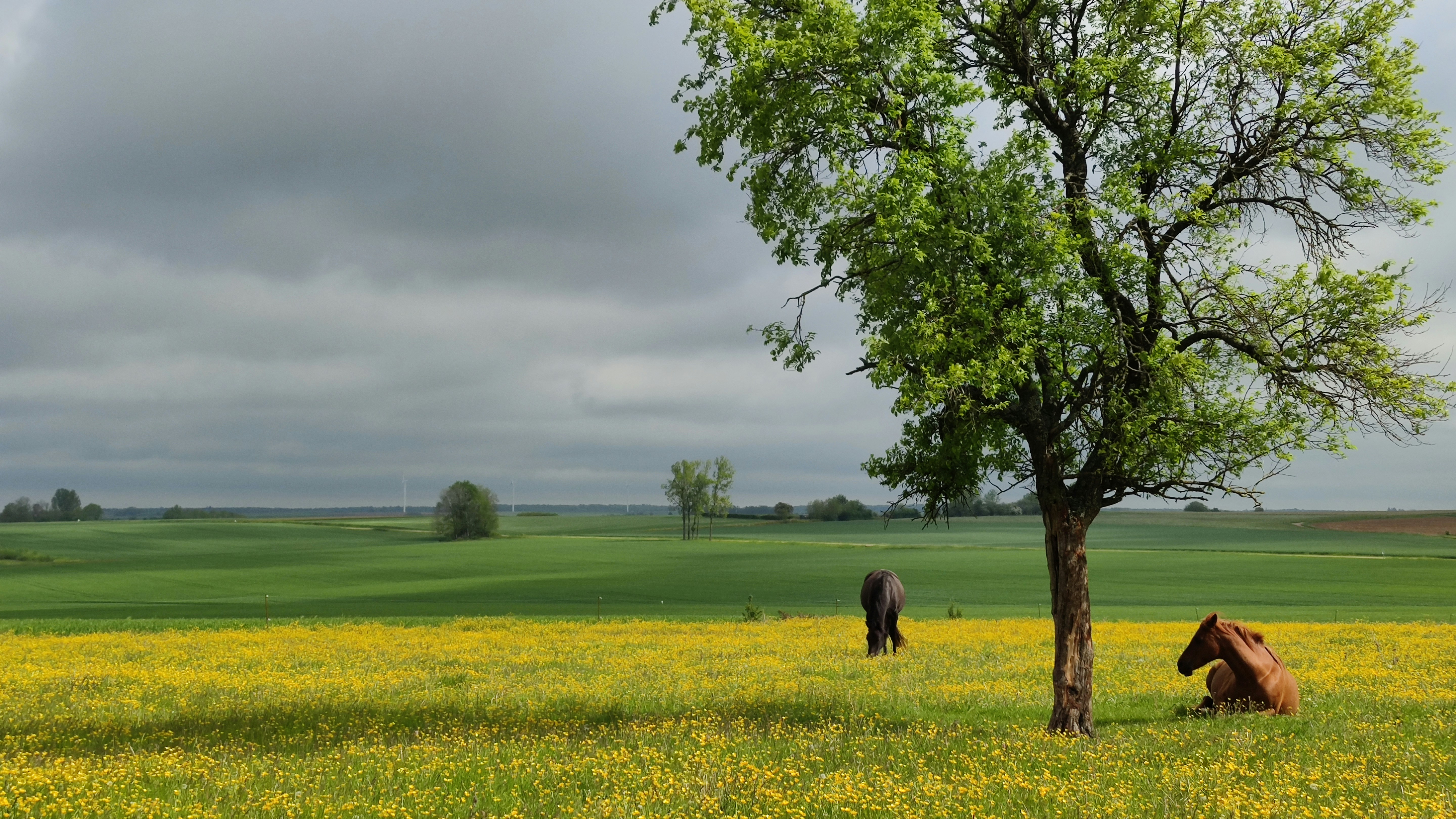 Foamy Clouds Over a Lush Pasture: A Quiet Field with Grazing Horses