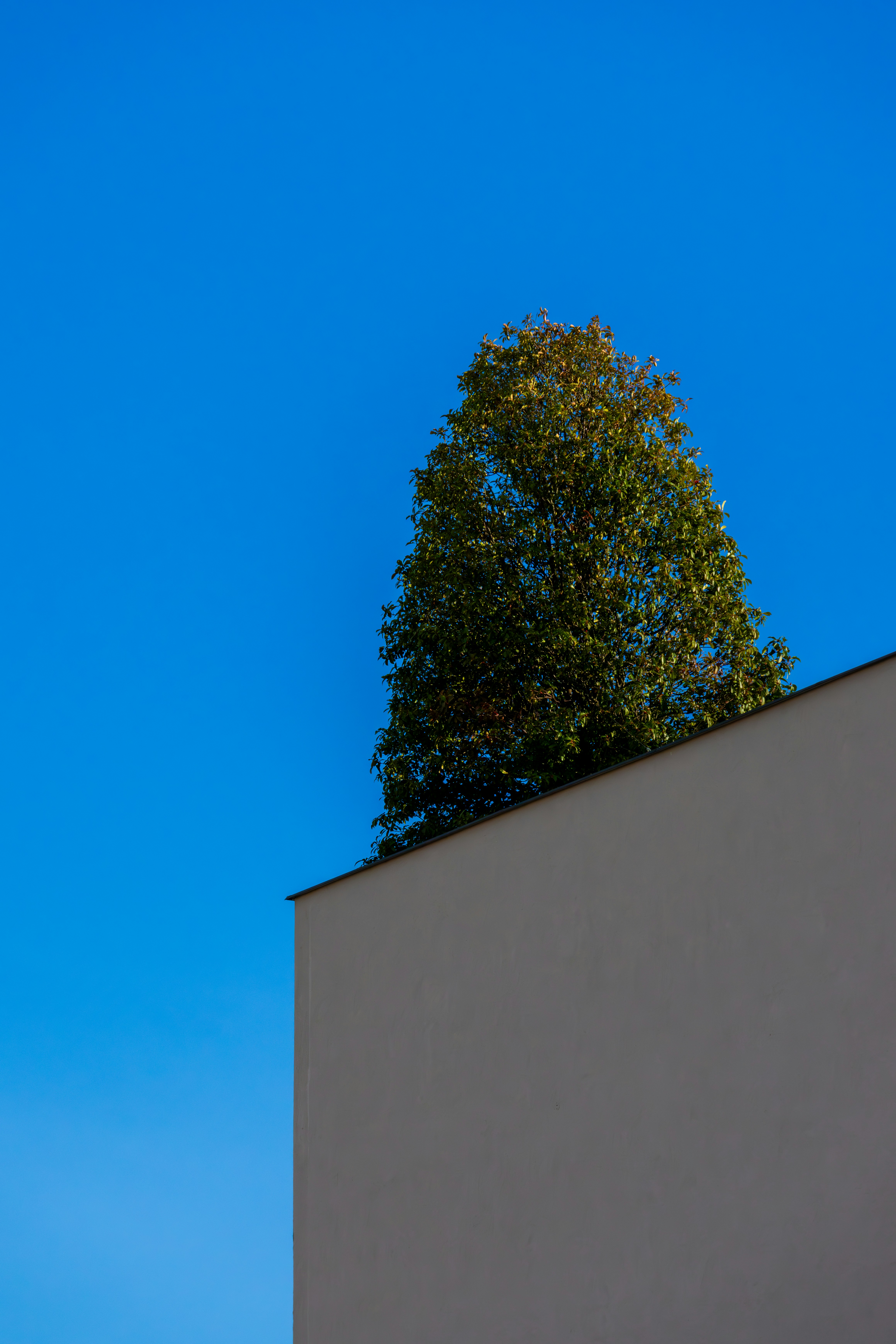 Crown of Green Above a Quiet Roof Beneath Azure Sky
