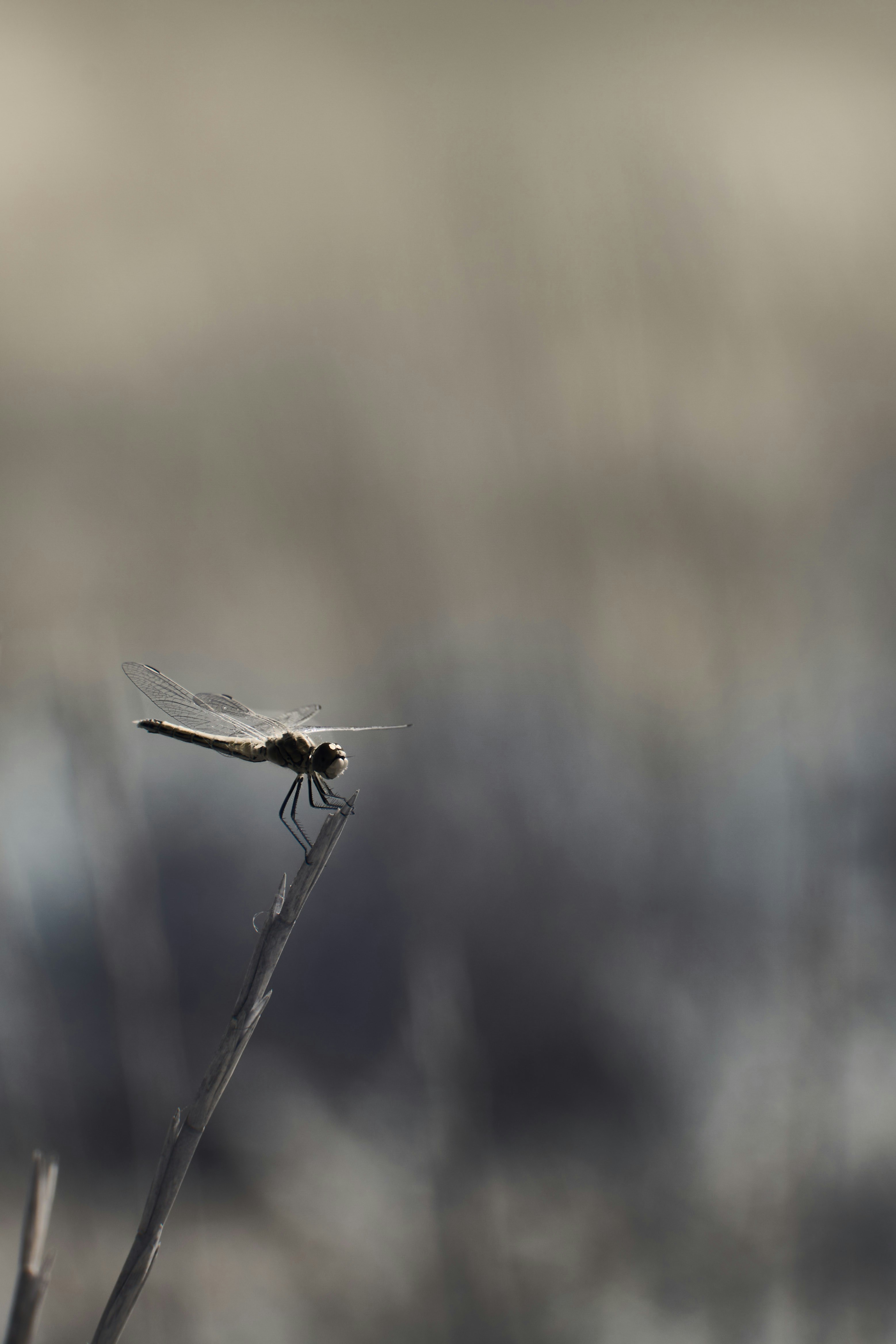 Perched Dragonfly: Delicate Balance on a Grasped Reed
