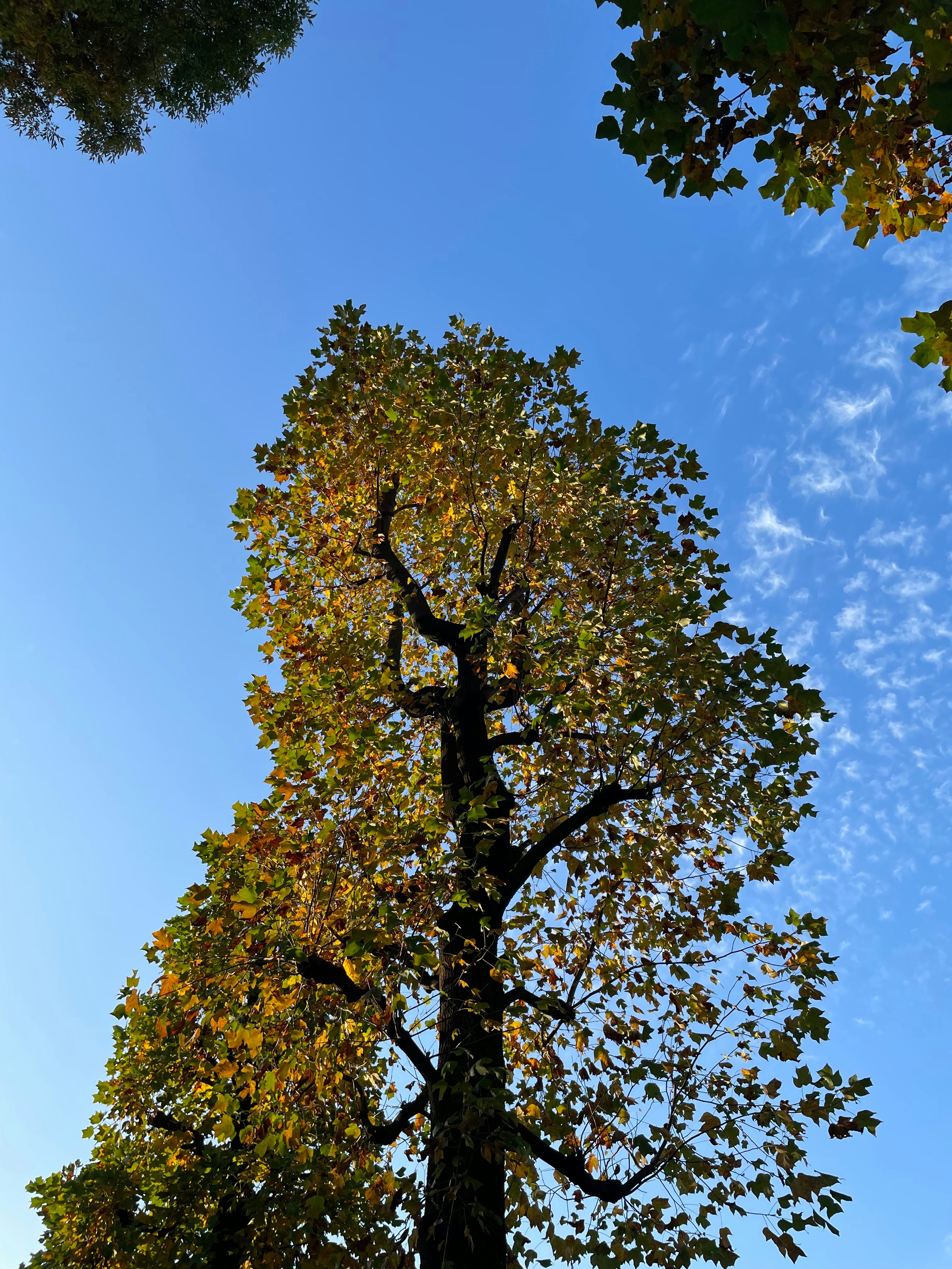 A tall tree in the middle of a park photo – Free Single tree Image on ...