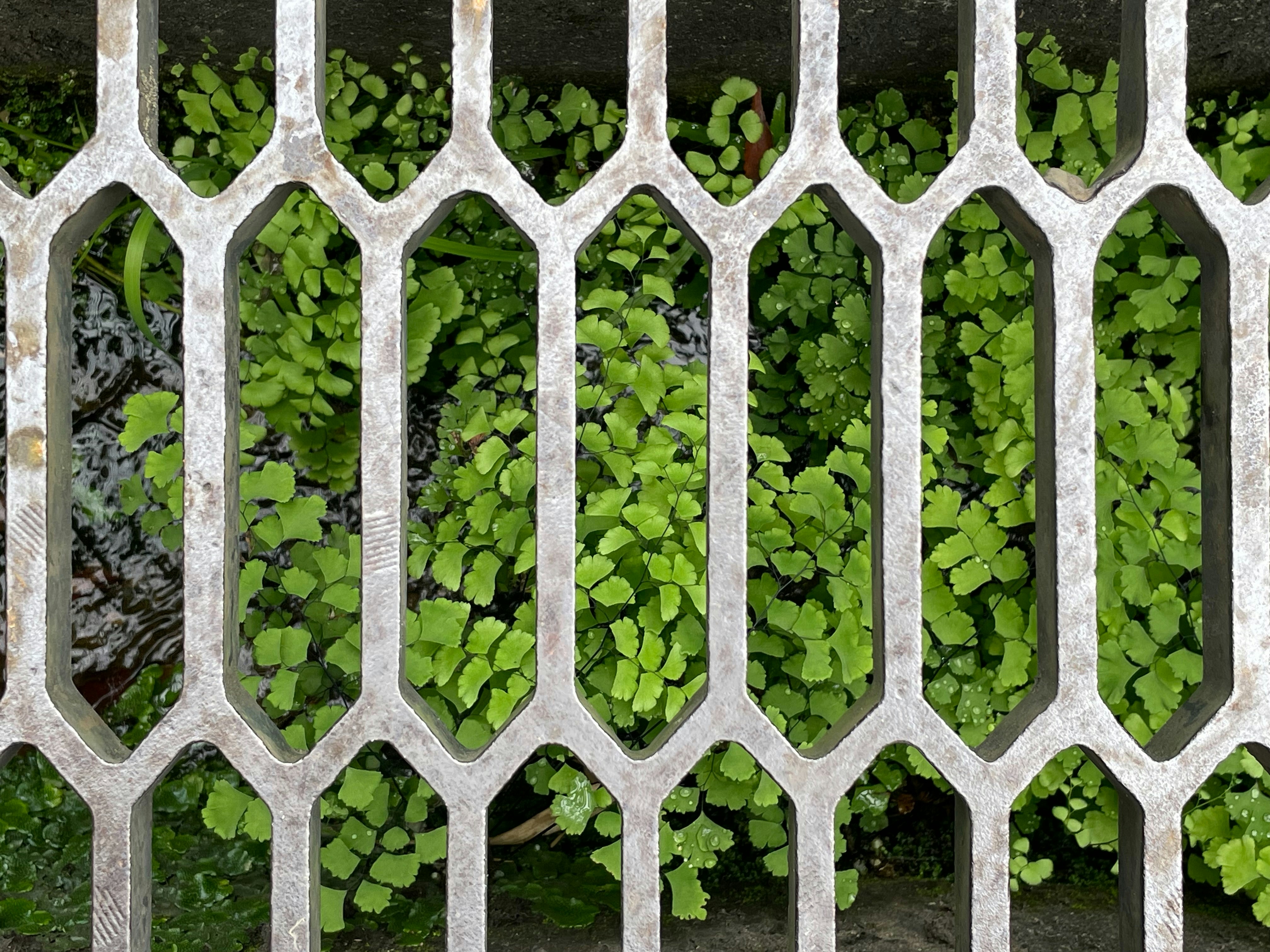 Hex Grid Over Green: Ferns Breathing Through a Weathered Metal Lattice