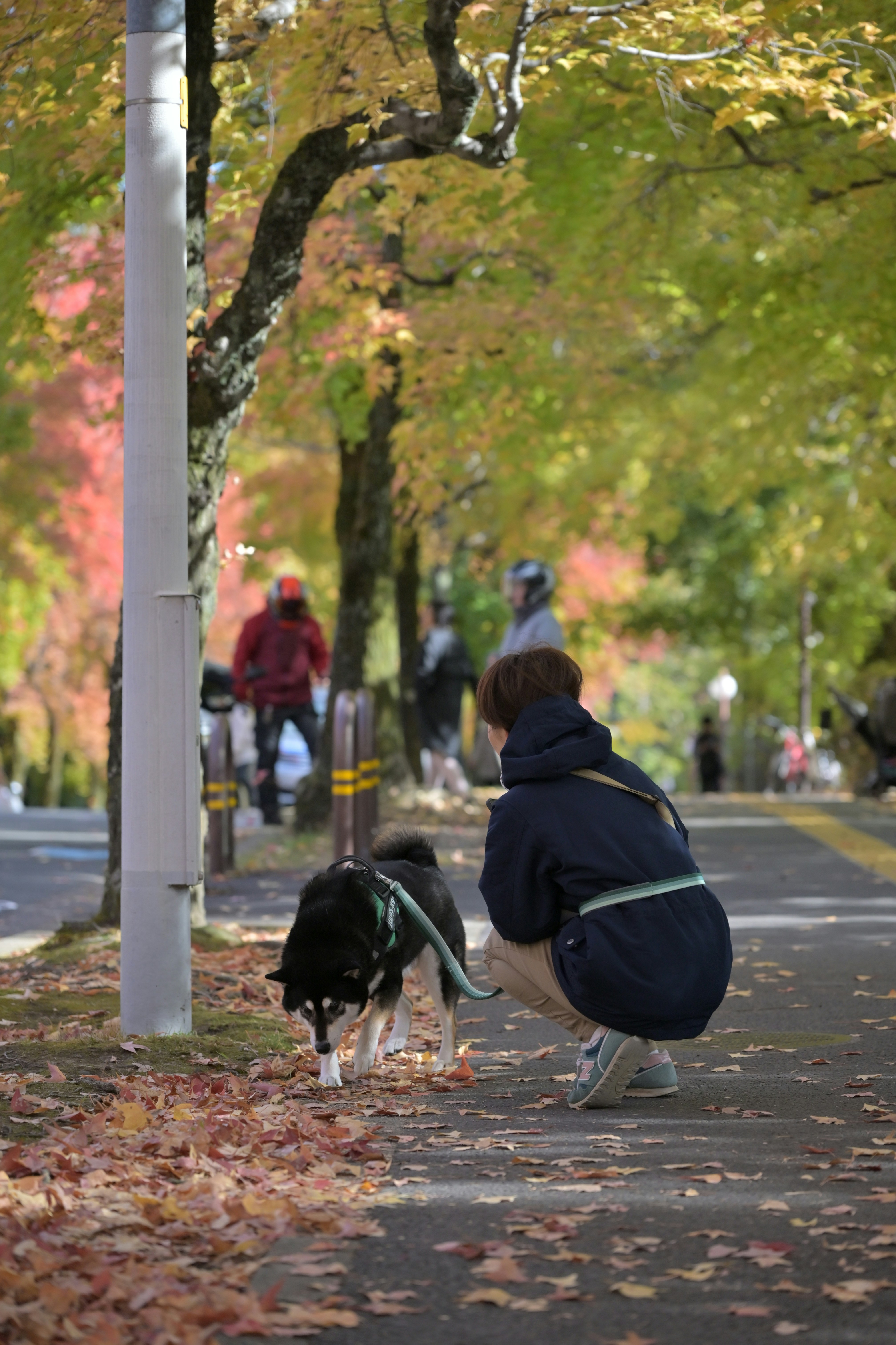 Autumn Pause: A Crouched Moment with a Leashed Dog on a Leaf-Strewn Path