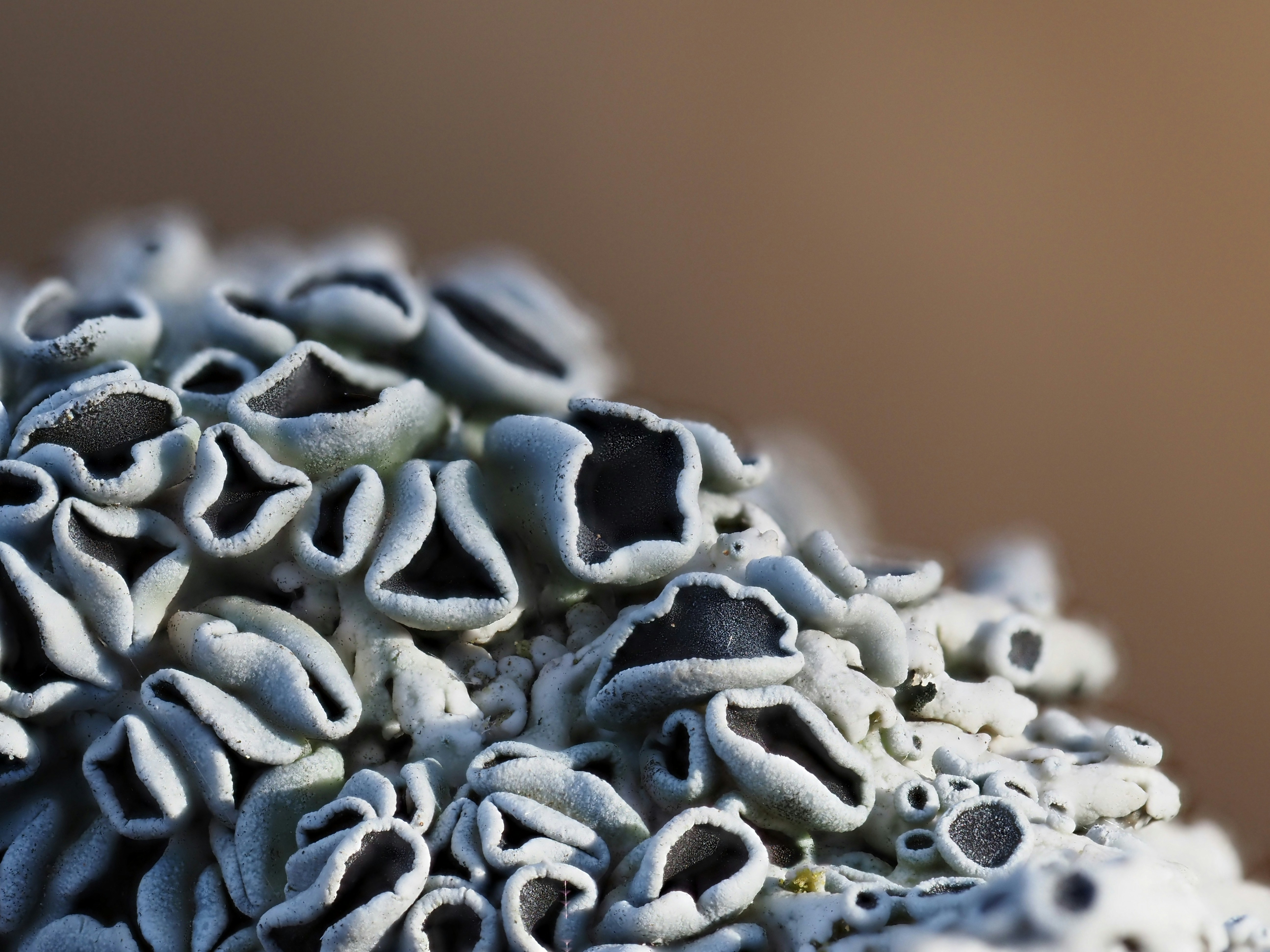 Thelotrema on a tree