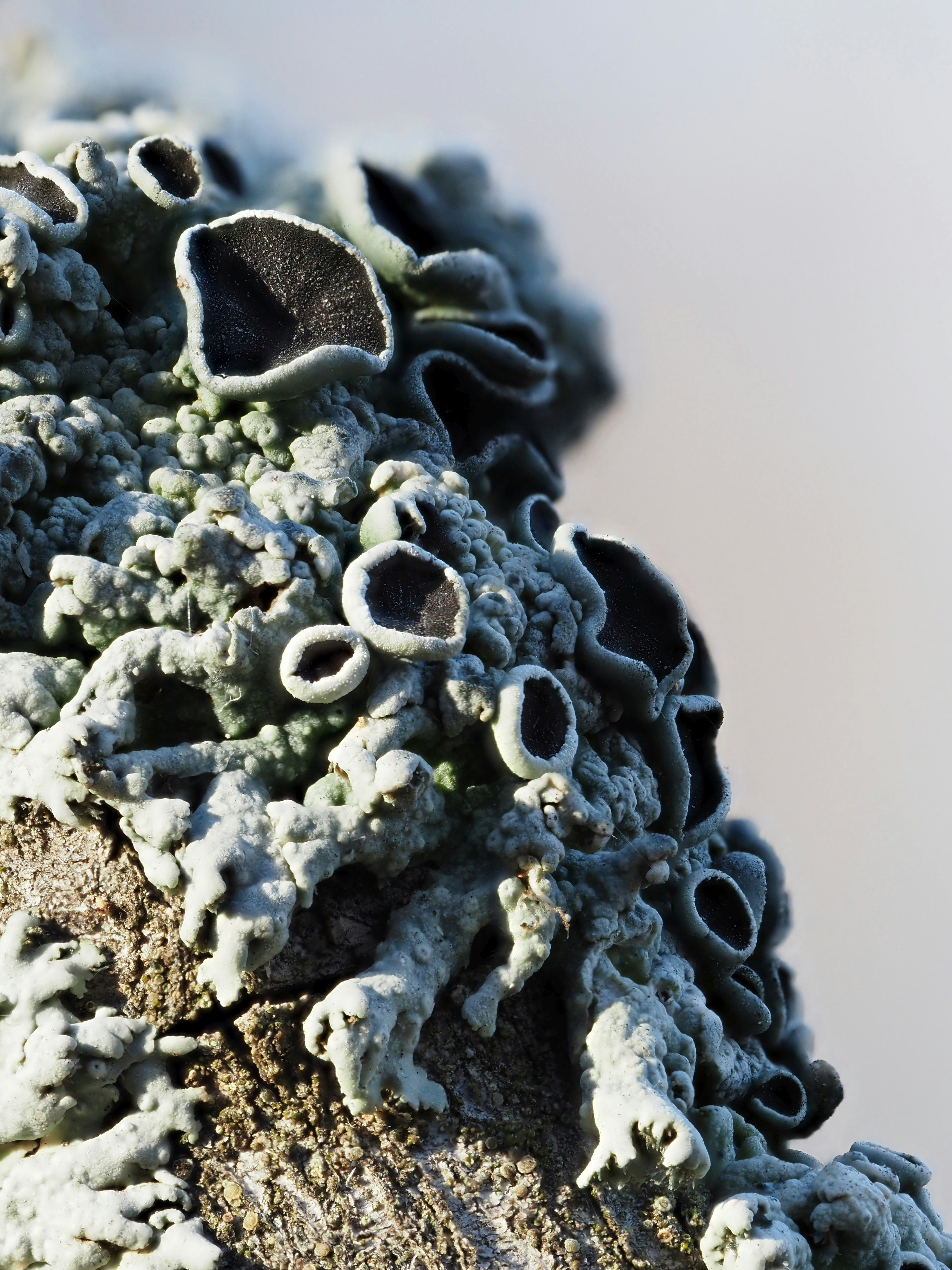 Thelotrema on a tree