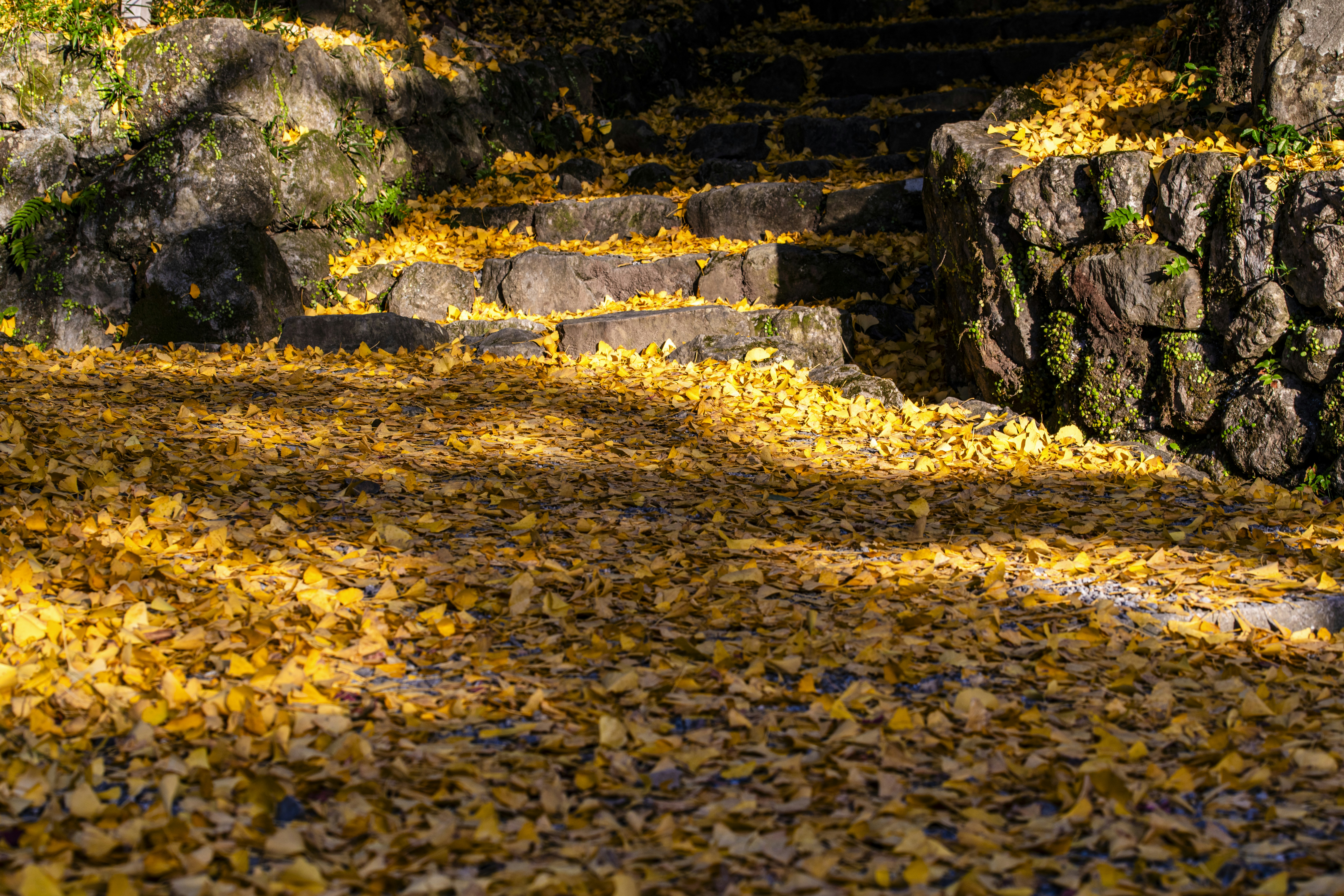 Golden Carpeted Steps: Sunlit Autumn on an Ancient Stone Stair