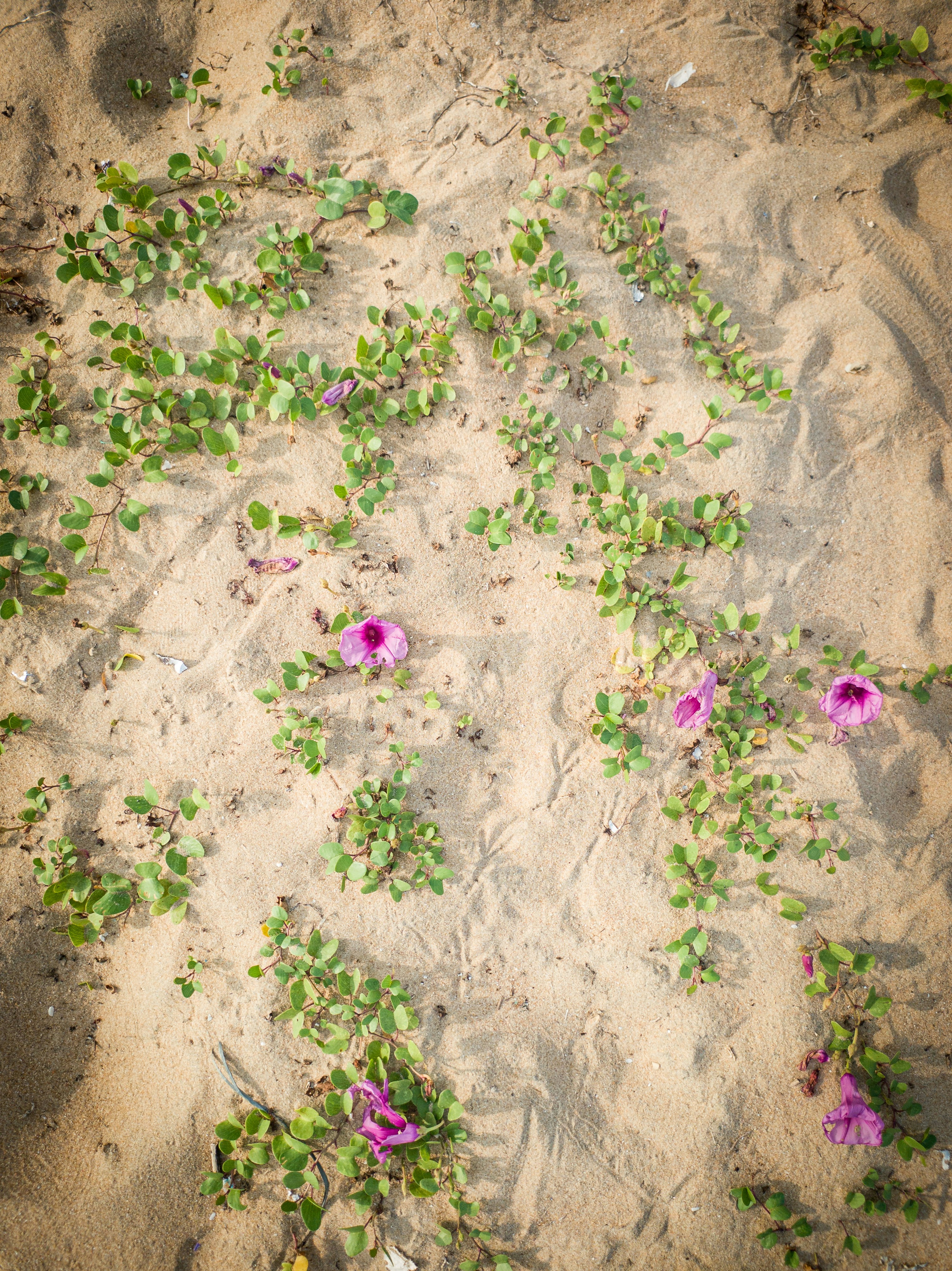 A bunch of flowers that are in the sand