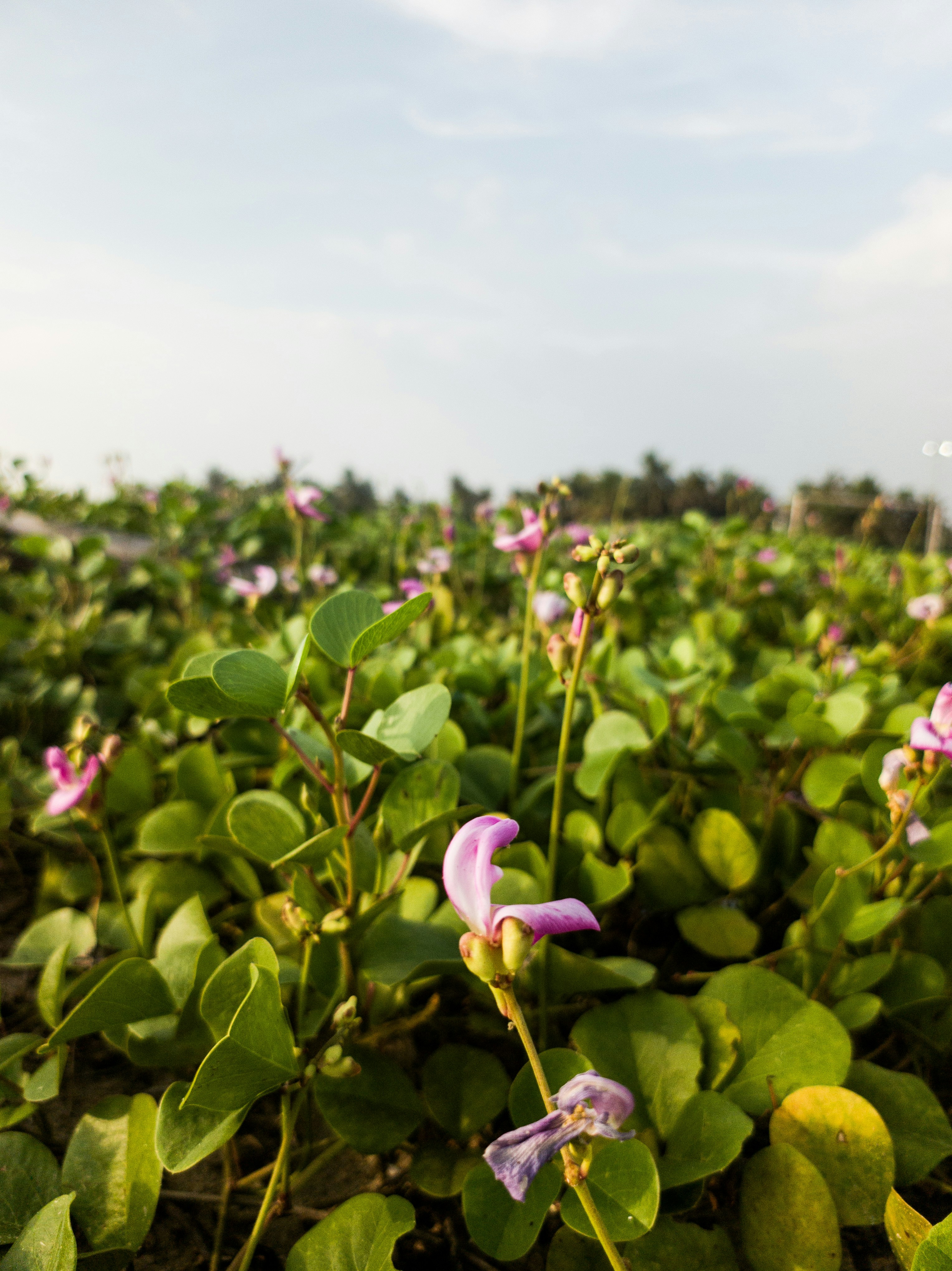 Vibrant Violet Bloom Field Under Soft Sky