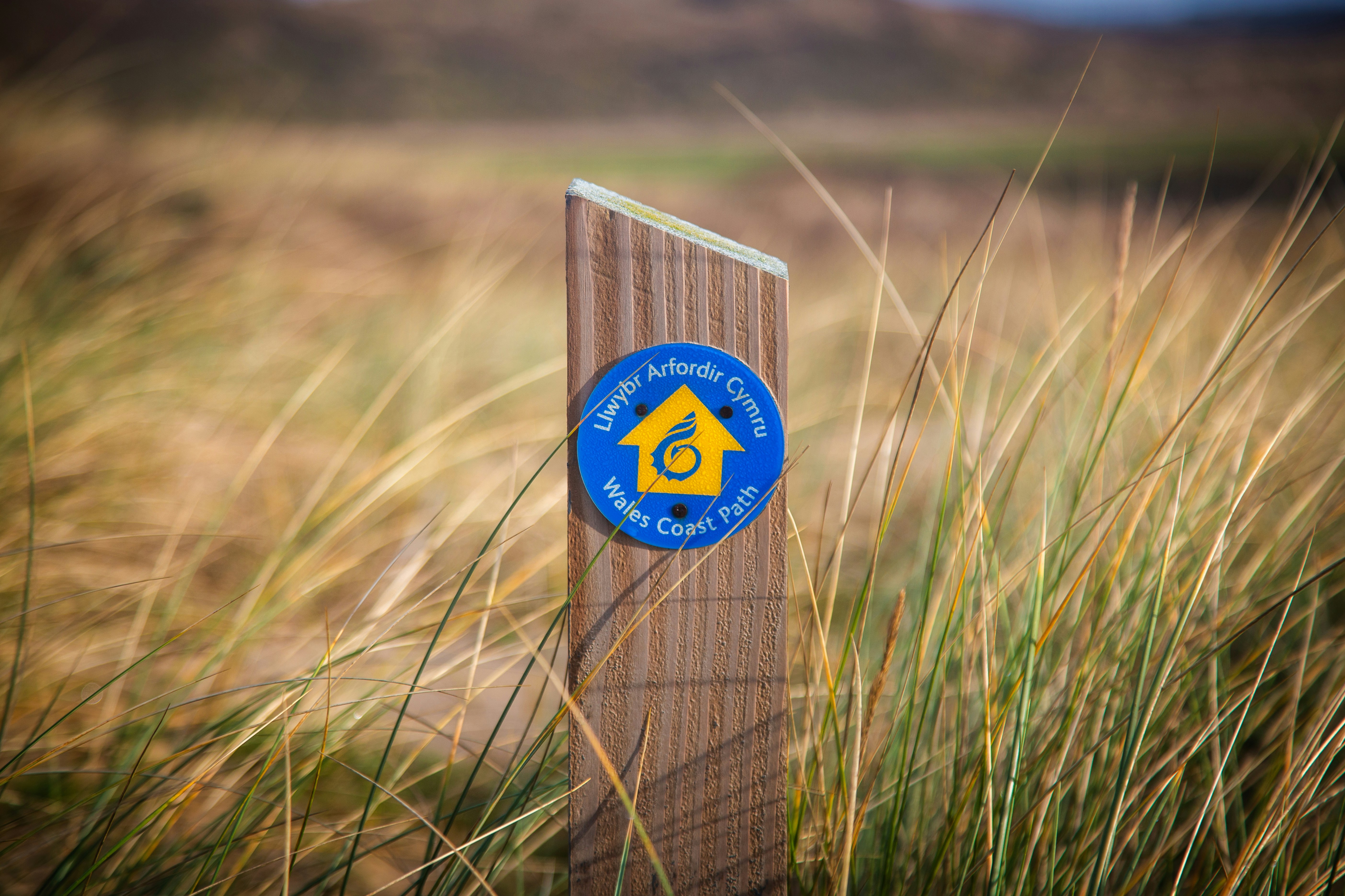 A blue and yellow sign in a grassy field photo – Free Welsh coast Image ...