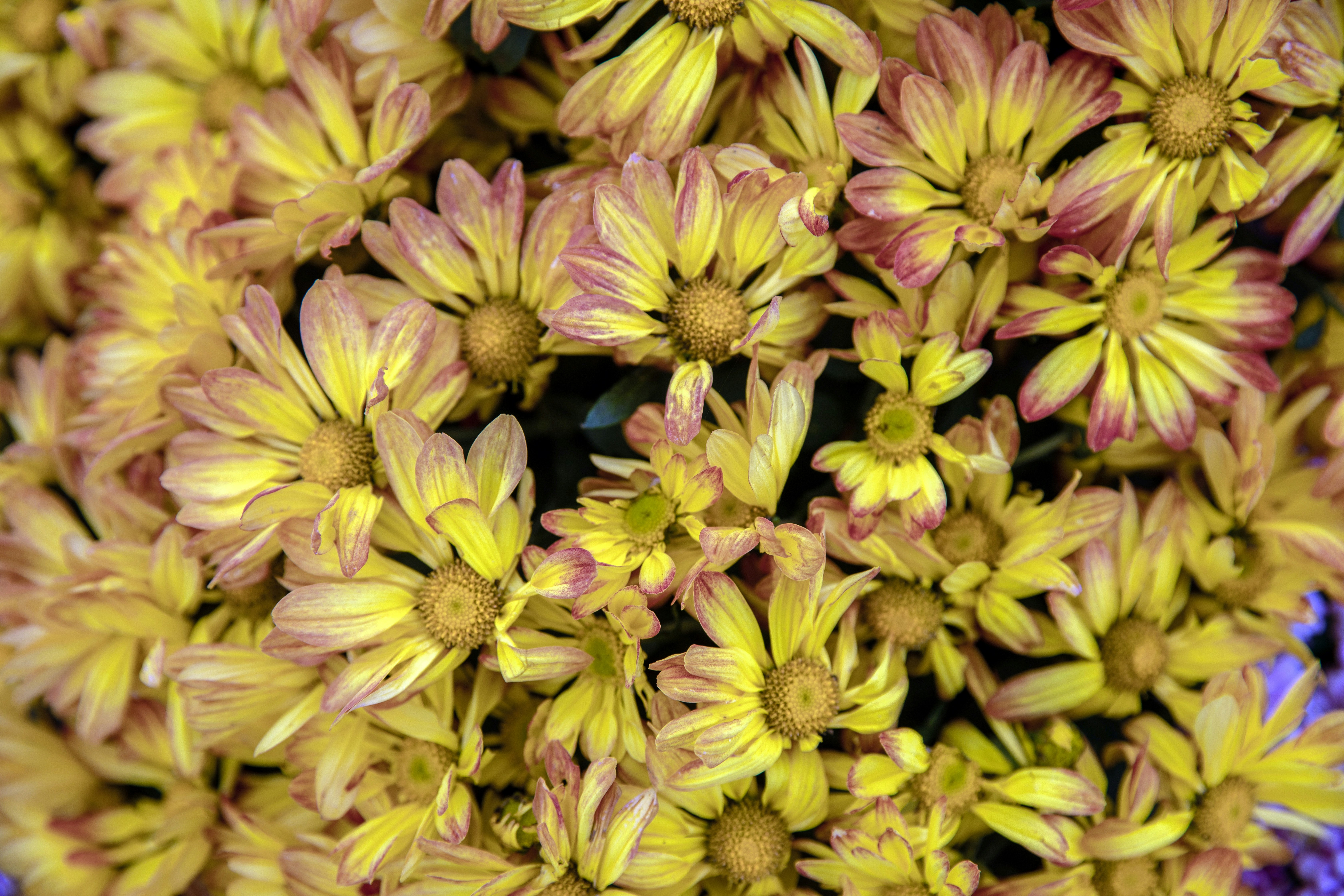 Sunlit Petal Mosaic: Dense Yellow Chrysanthemums