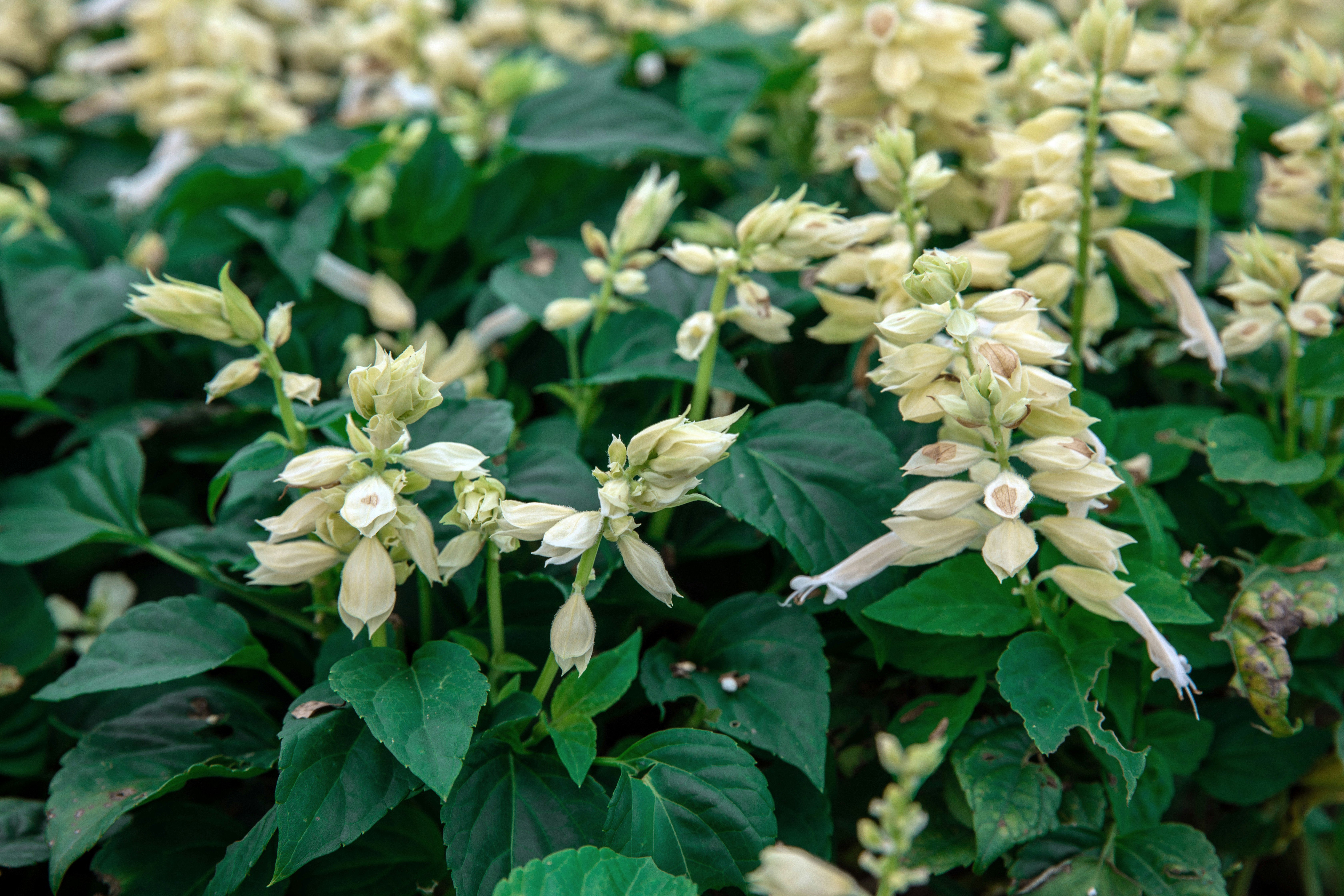Cream-flowered bloom chorus: a close-up of pale cluster spikes among lush green leaves