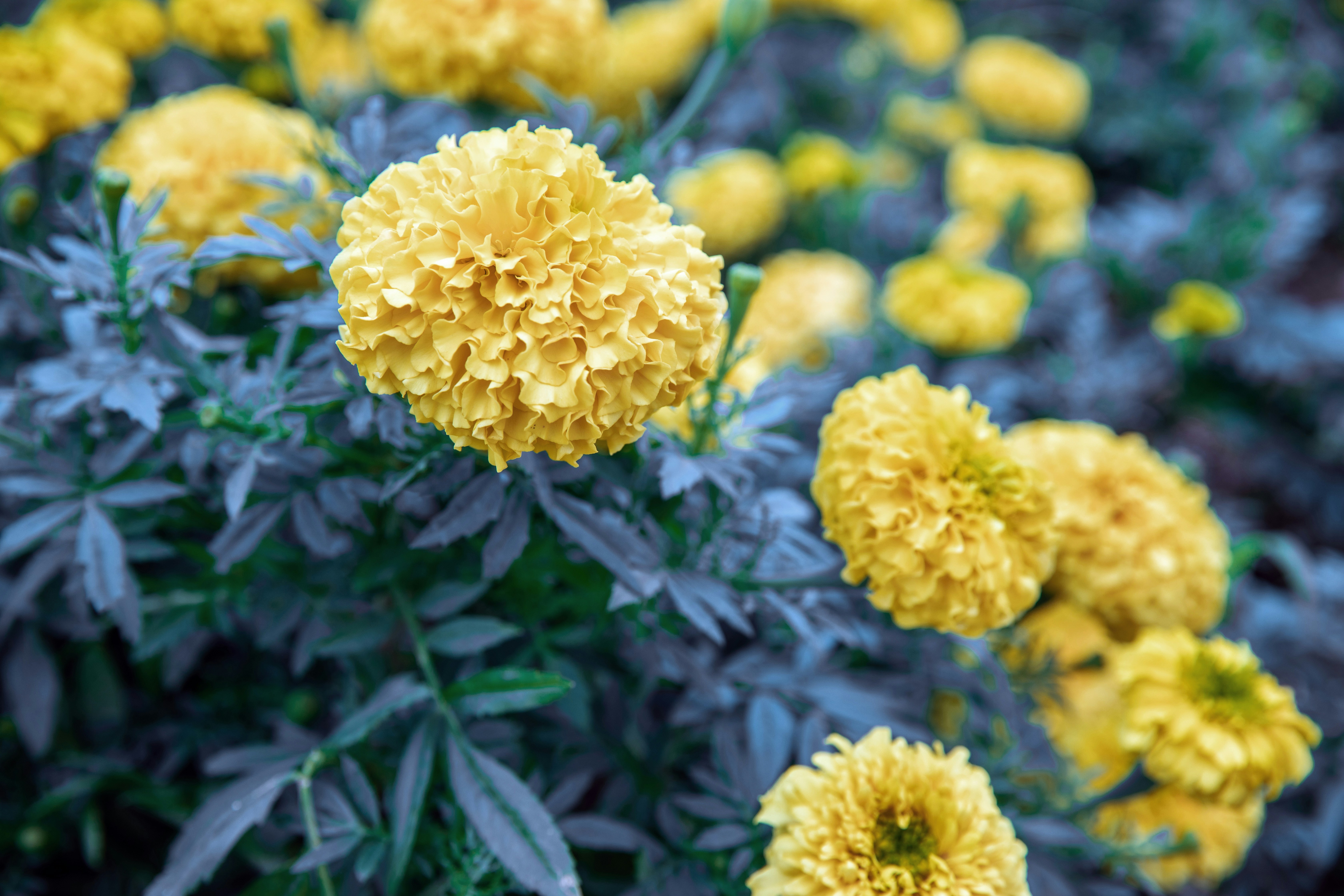 Blooming Amber: Close-up of a Marigold in Sunlit Detail
