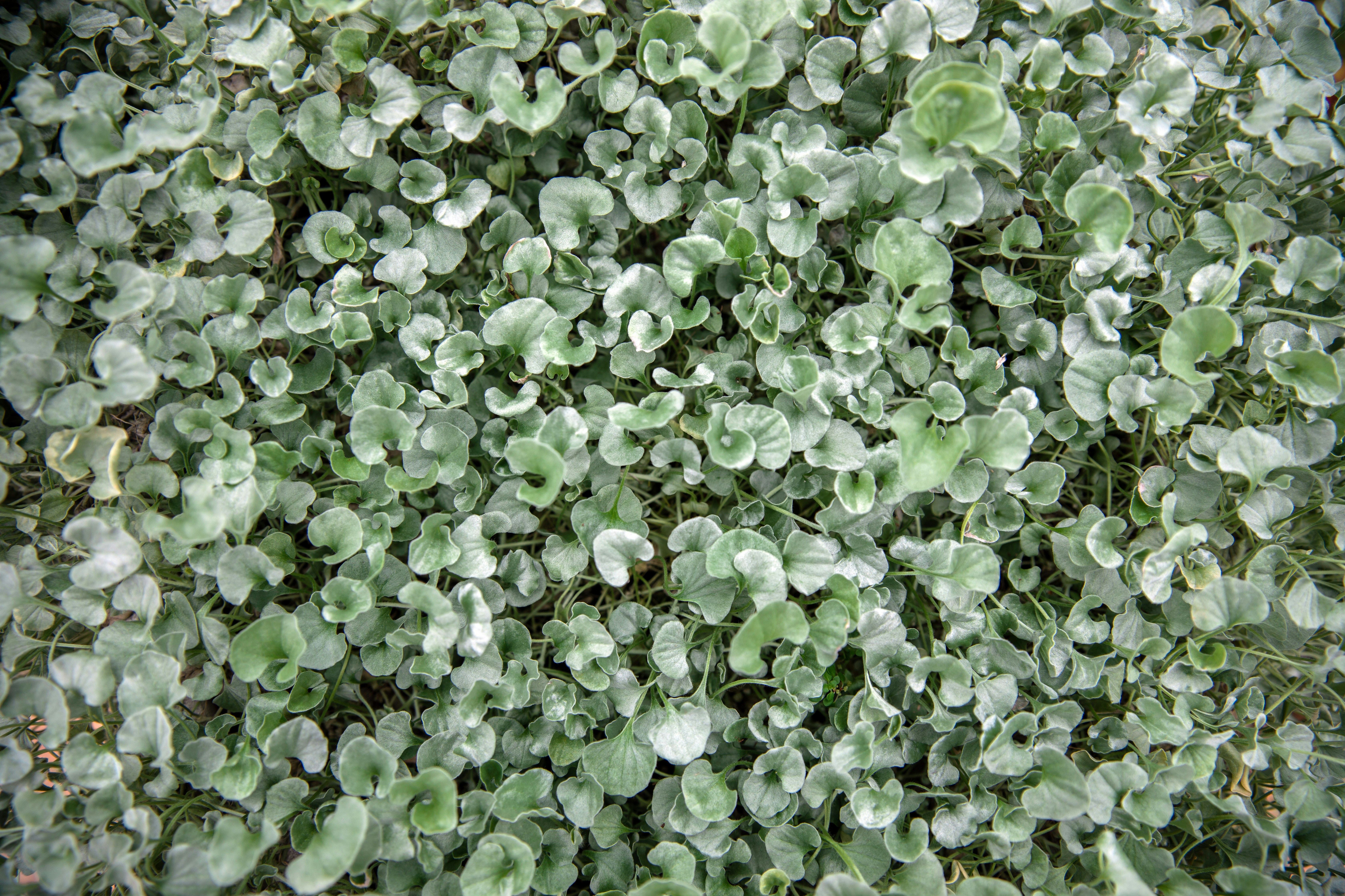 Photo by Charles Chen with Canon EOS 5D Mark IV