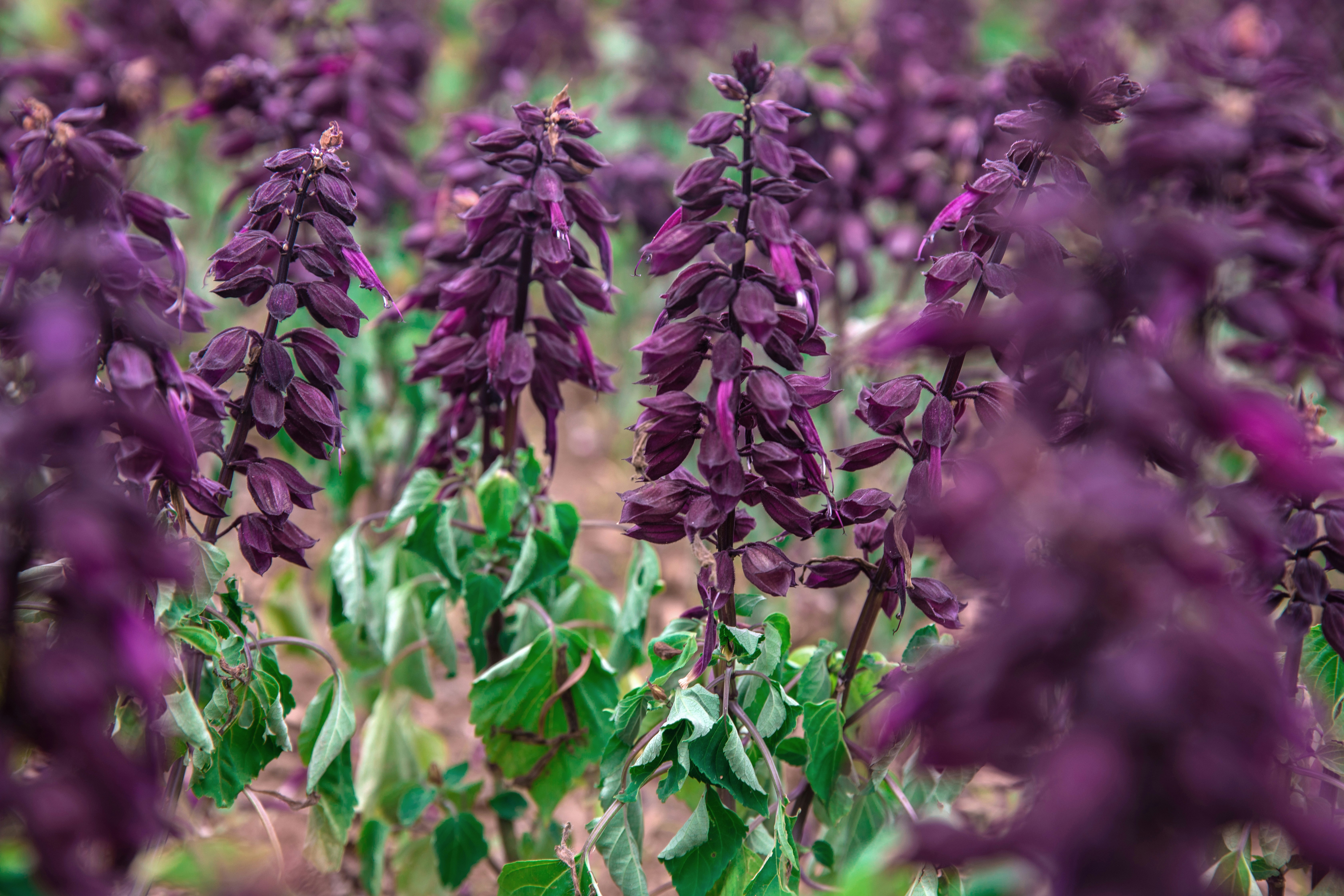 Velvet Spires in a Quiet Garden: Close-Up of Purple Salvia