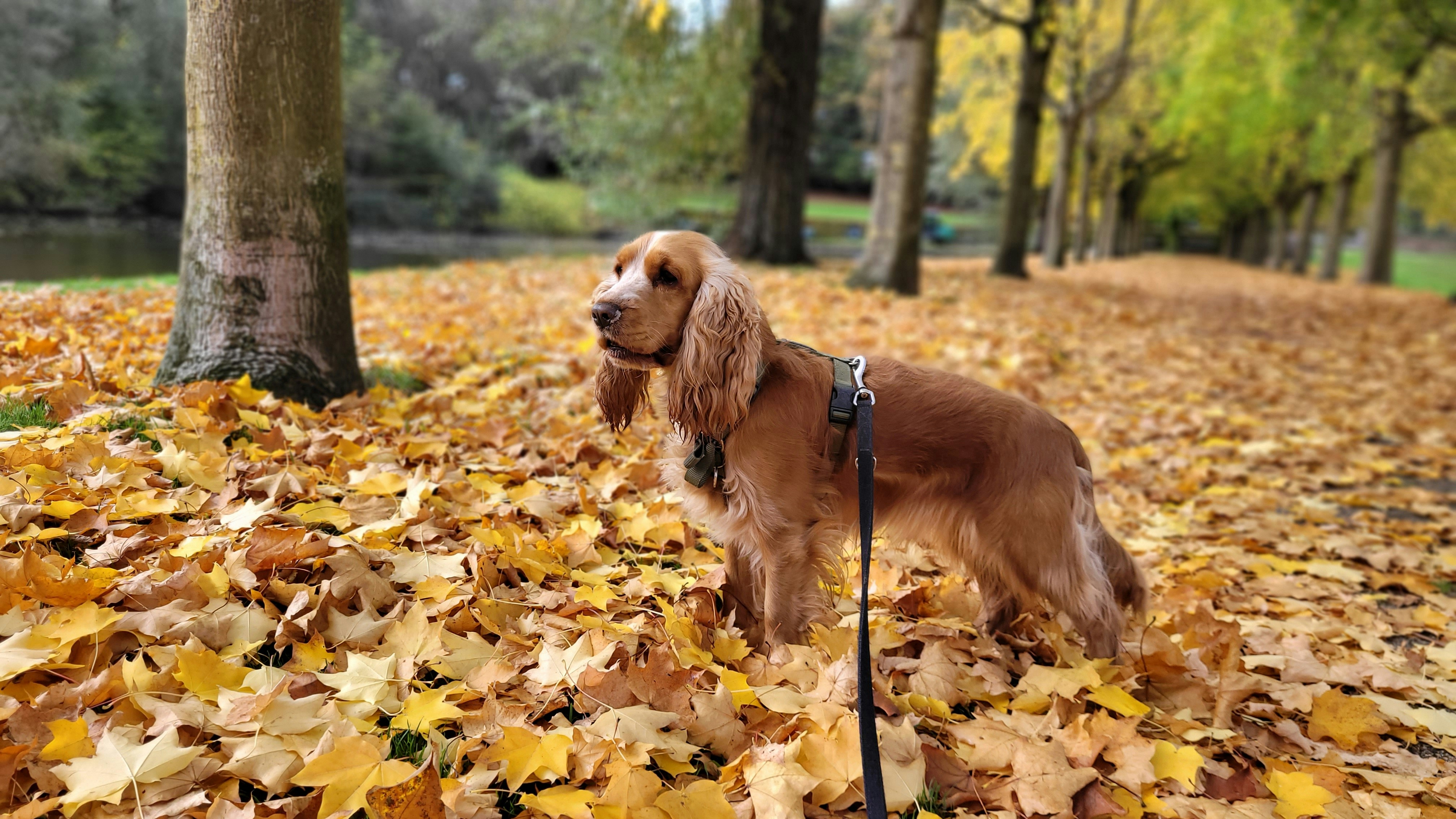 Autumn Stroll with a Canine Friend