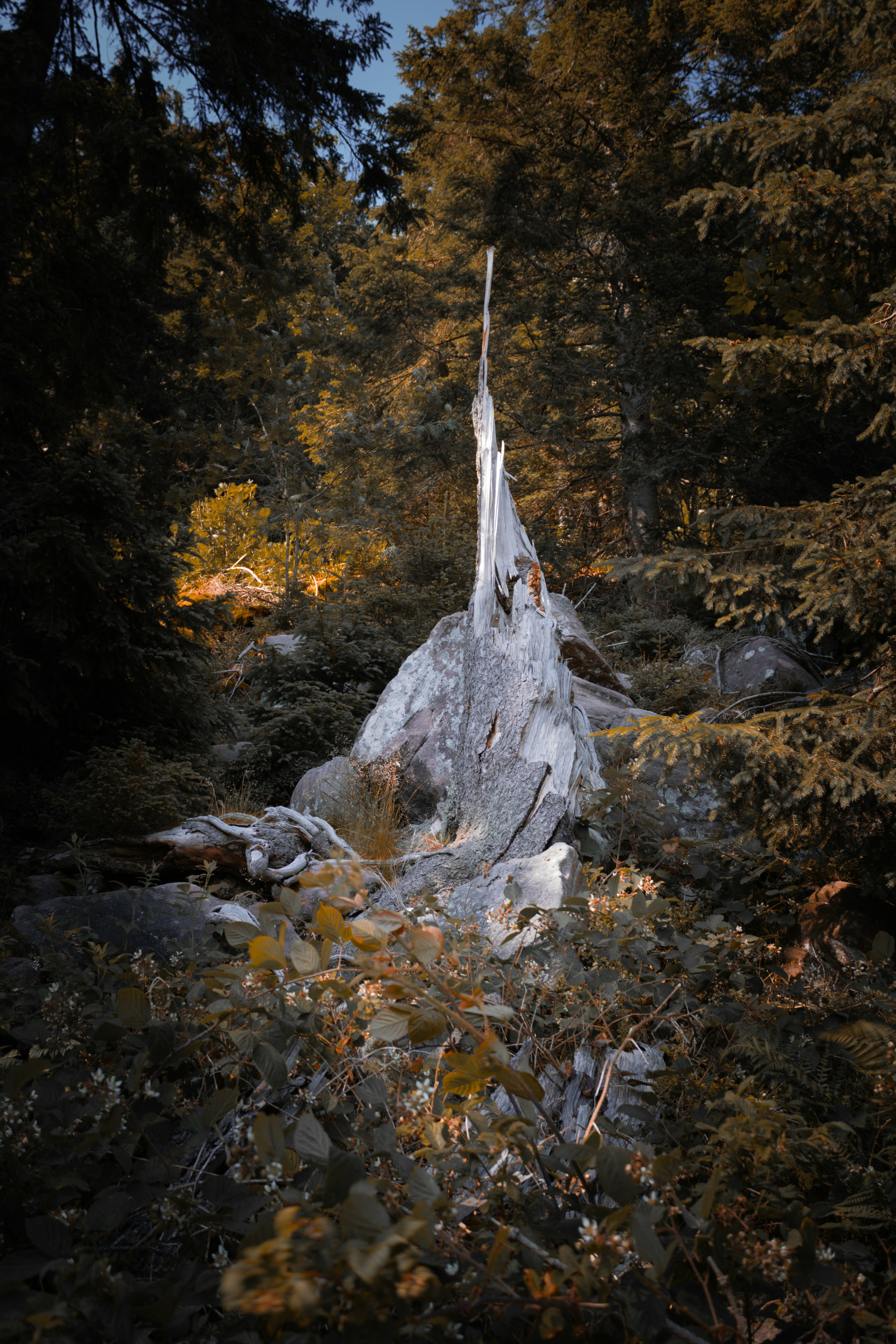 Ivory Spire Rising Through an Amber Forest