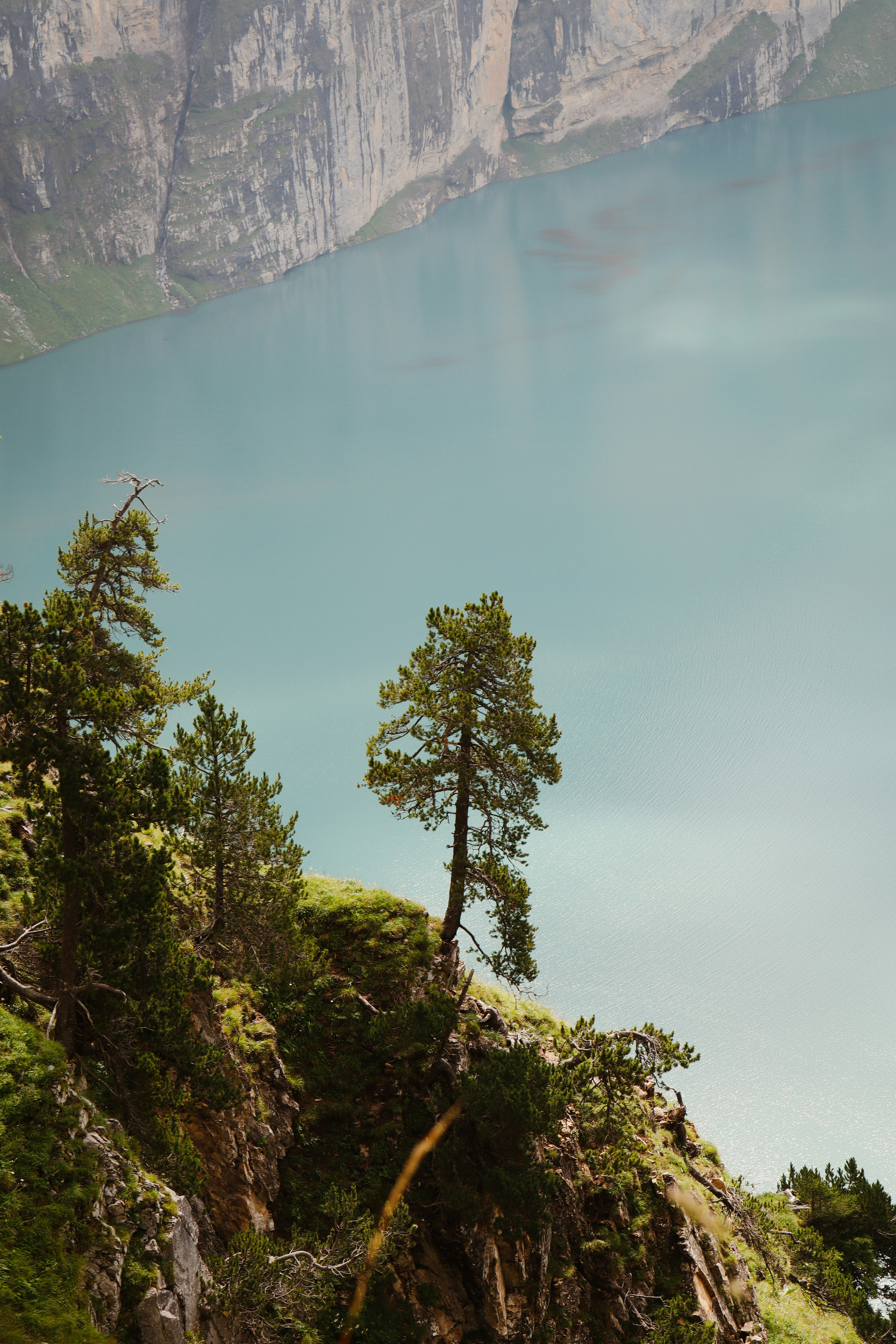 Lone Pine at the Rim of Turquoise Lake