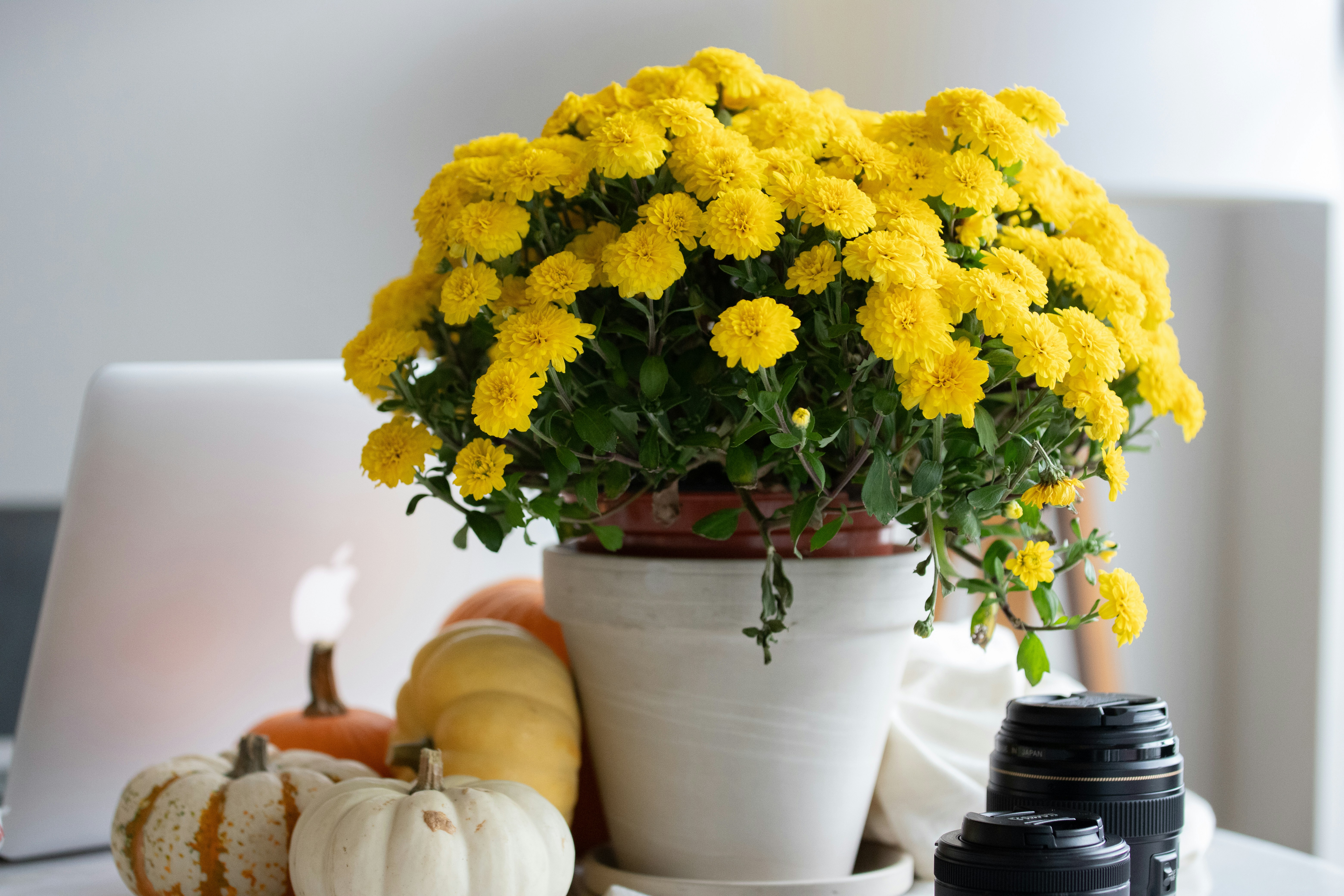 Sunlit Chrysanthemum Still-Life: A Bloom Centered Among Pots and a Lens
