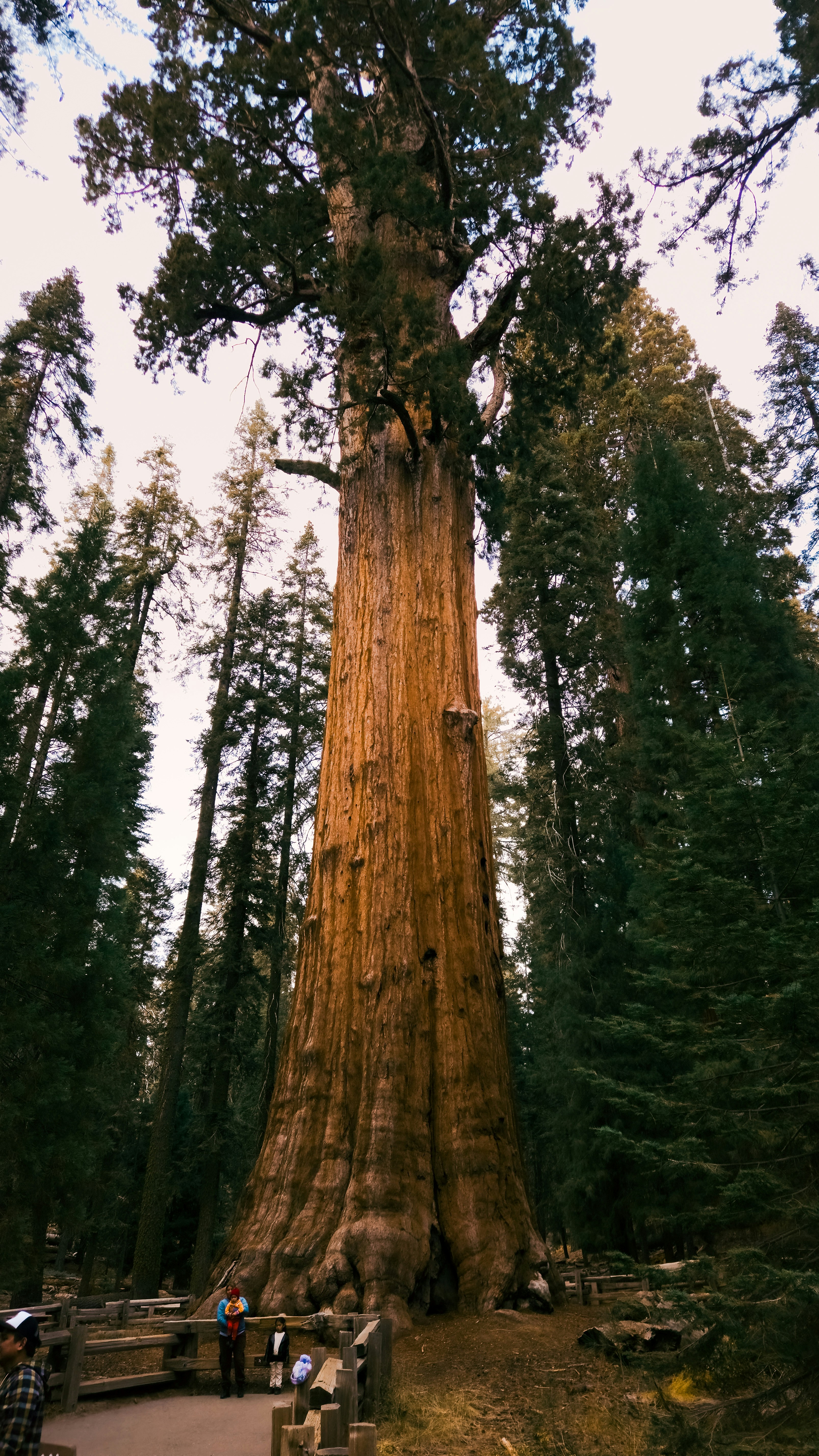 Massive sequoia trunk towers over a sunlit forest, with visitors at the base for scale.