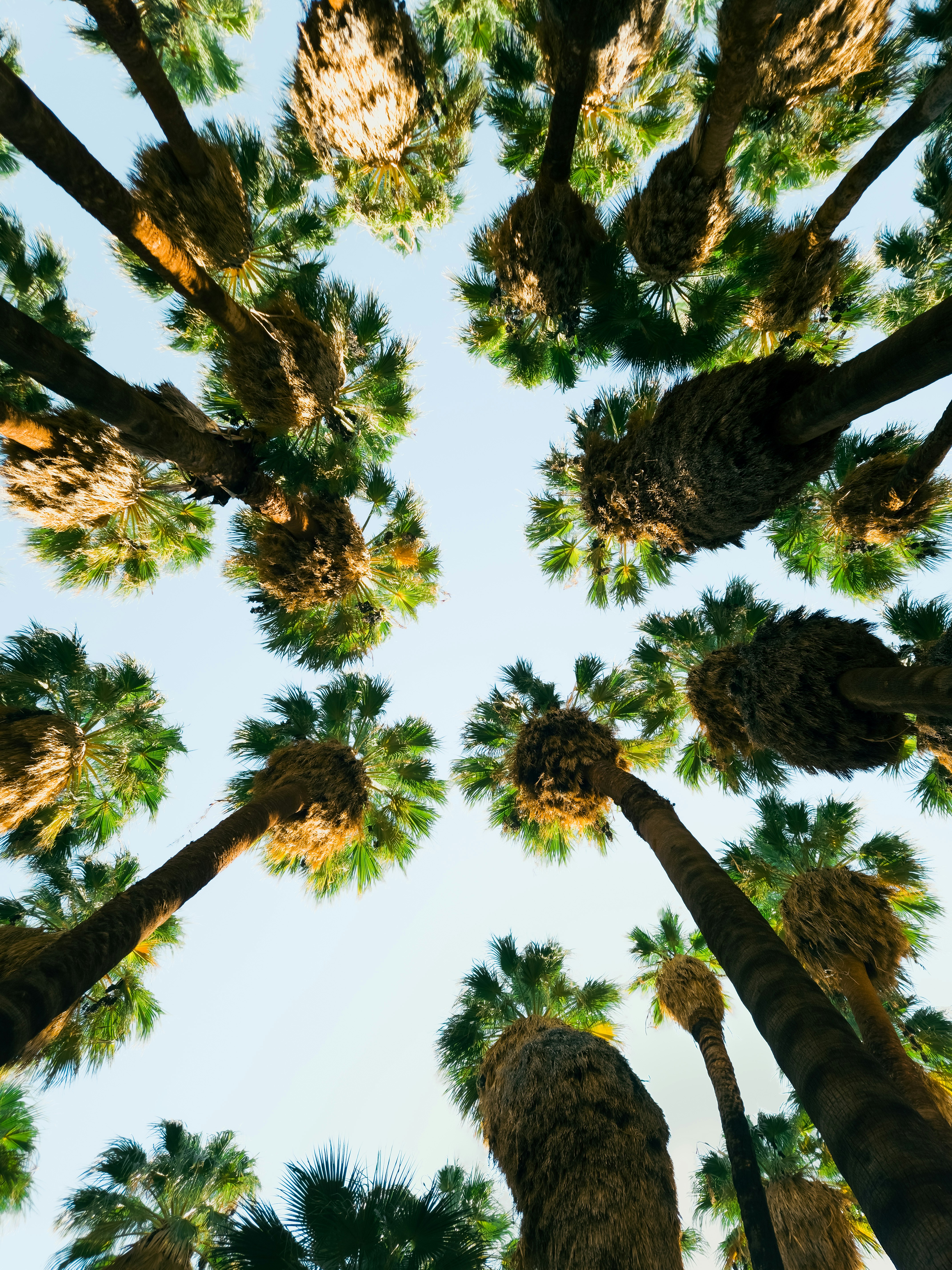Ceiling of Palm Giants: A Skyward Canopy