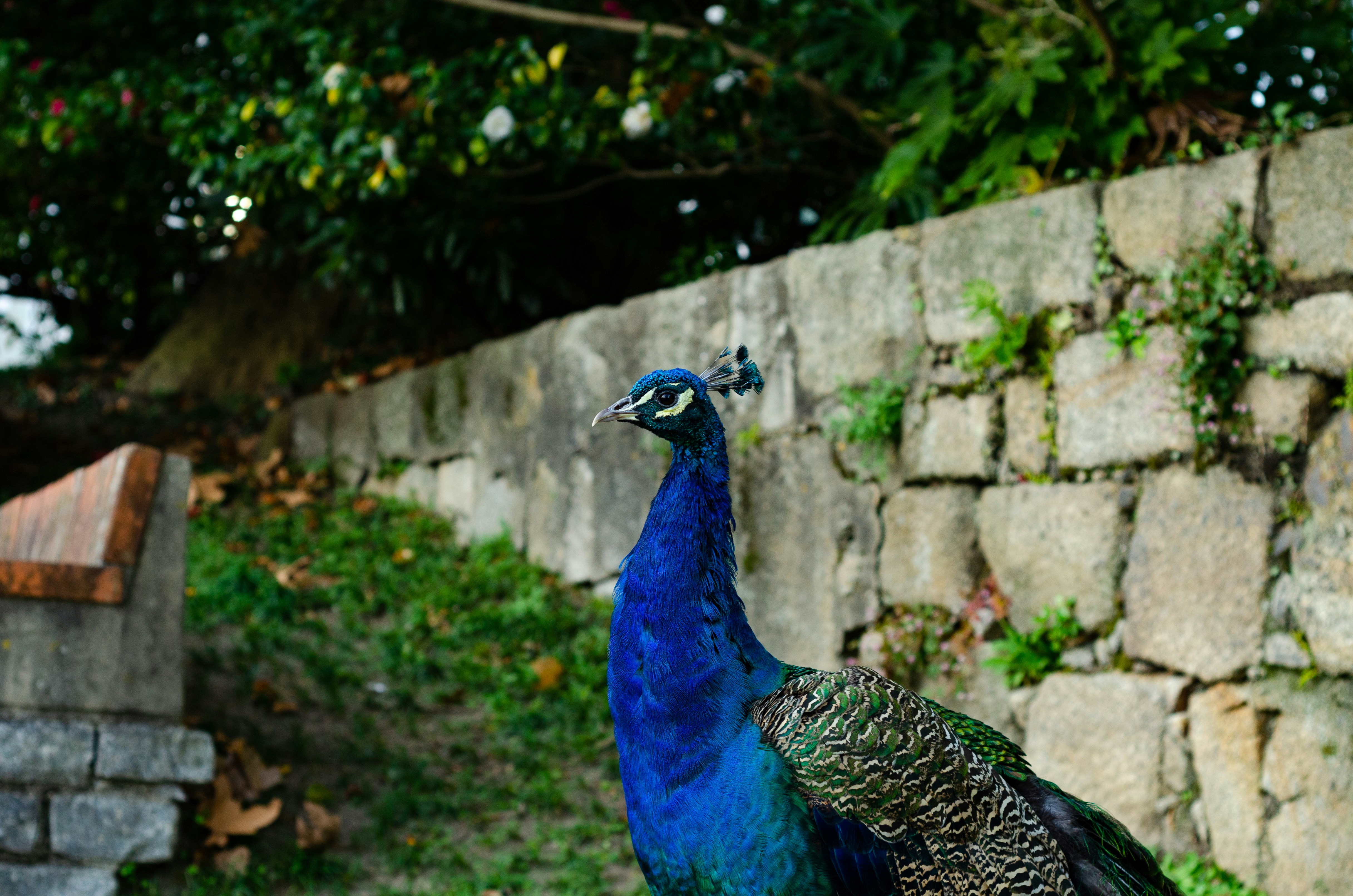Peacock in a Sunlit Garden Among Stone Terraces