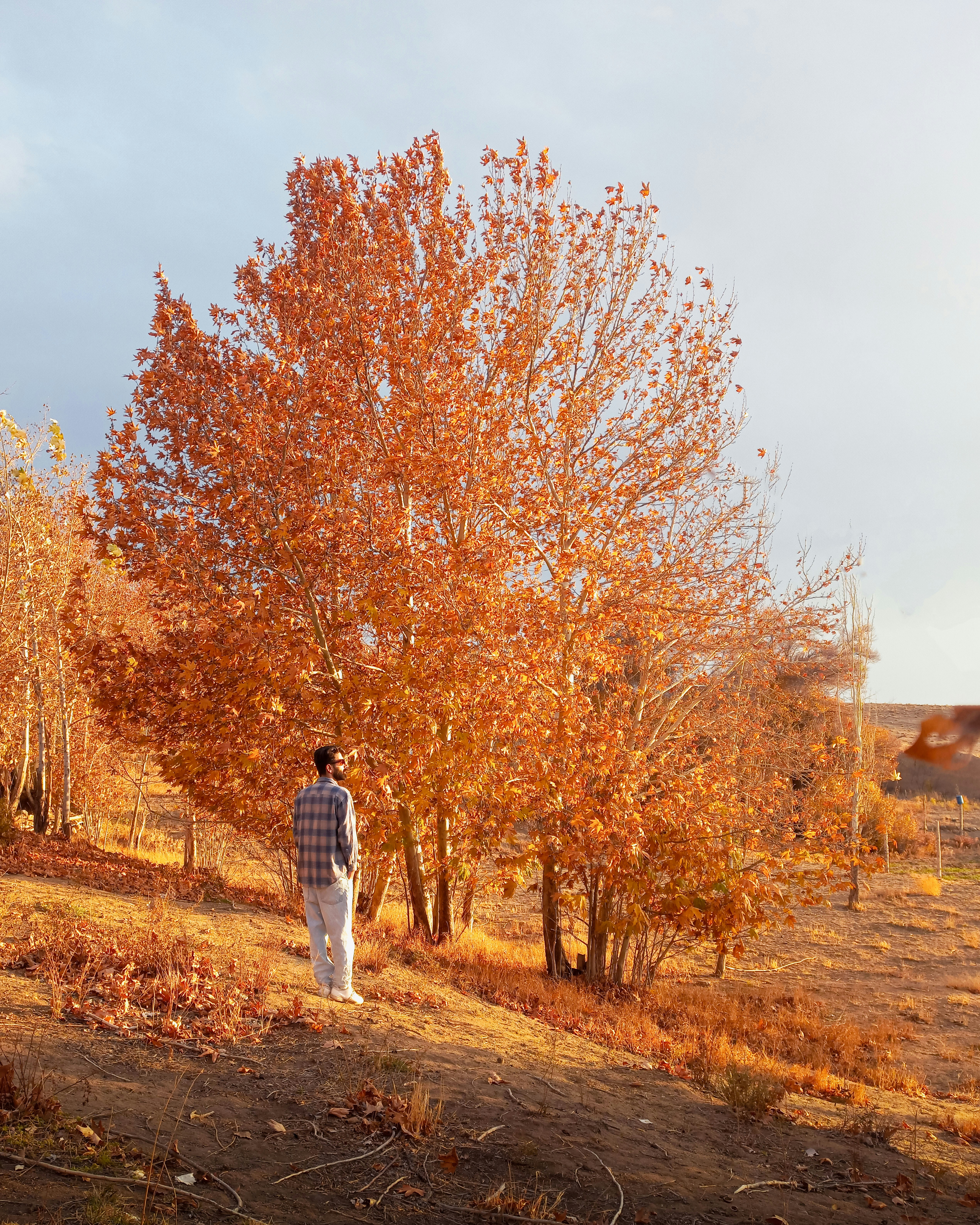 A man standing in a field next to a tree photo – Free Tree Image on ...