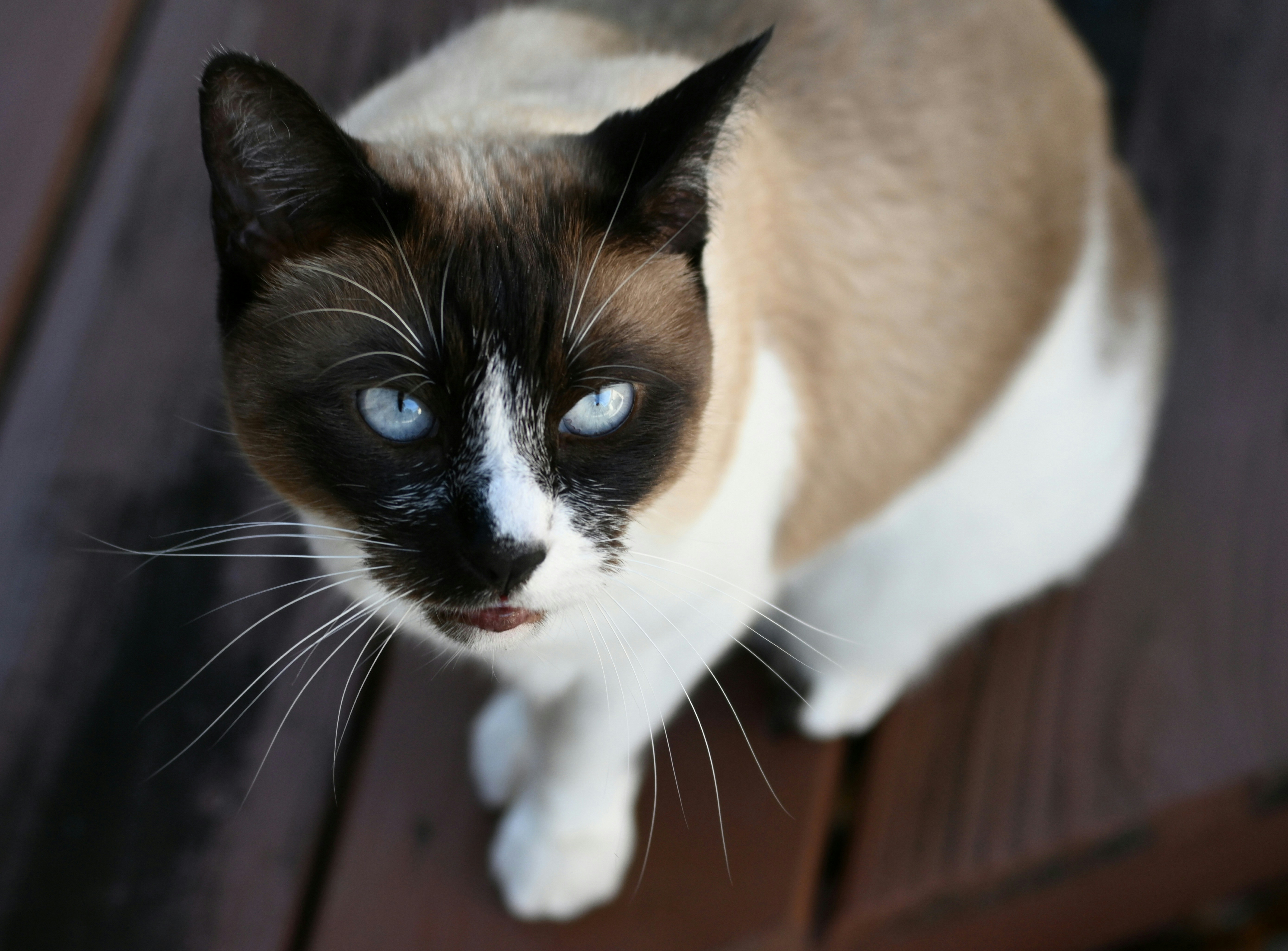 Gaze of the Blue-Eyed Feline