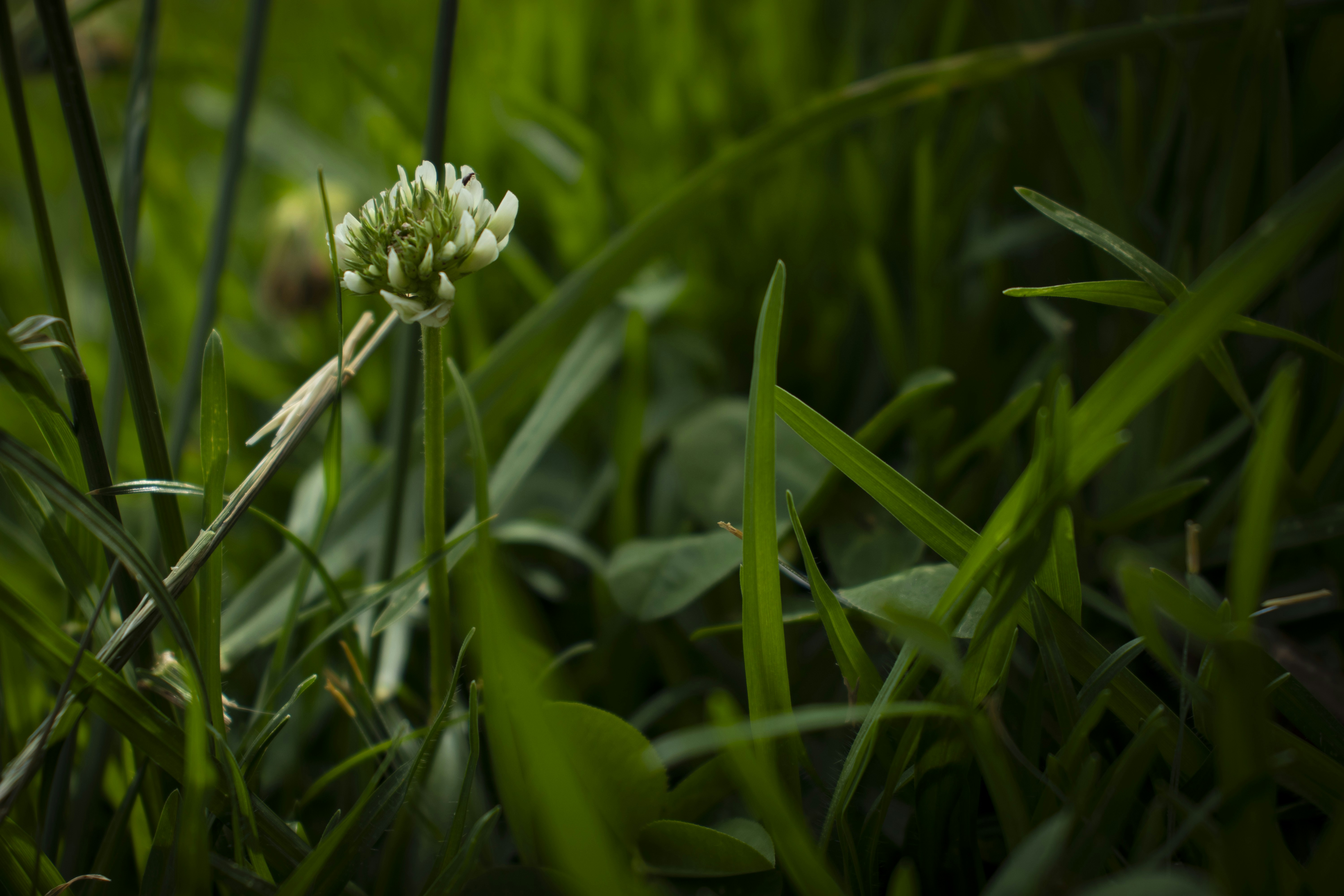 White clover blooming amid lush green grass.