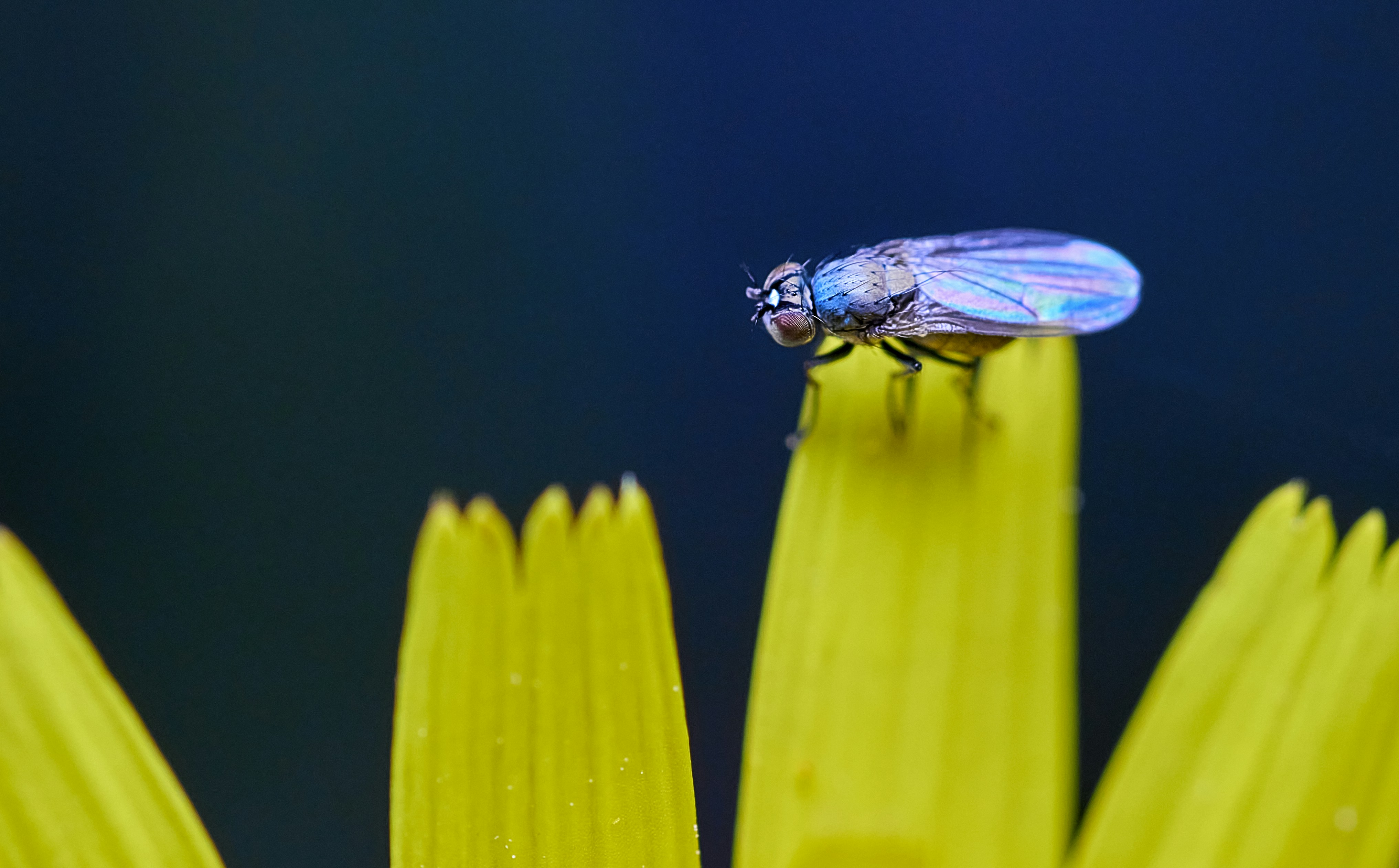 Blue-green Hoverfly on a Sunlit Yellow Bloom Against a Cobalt Backdrop