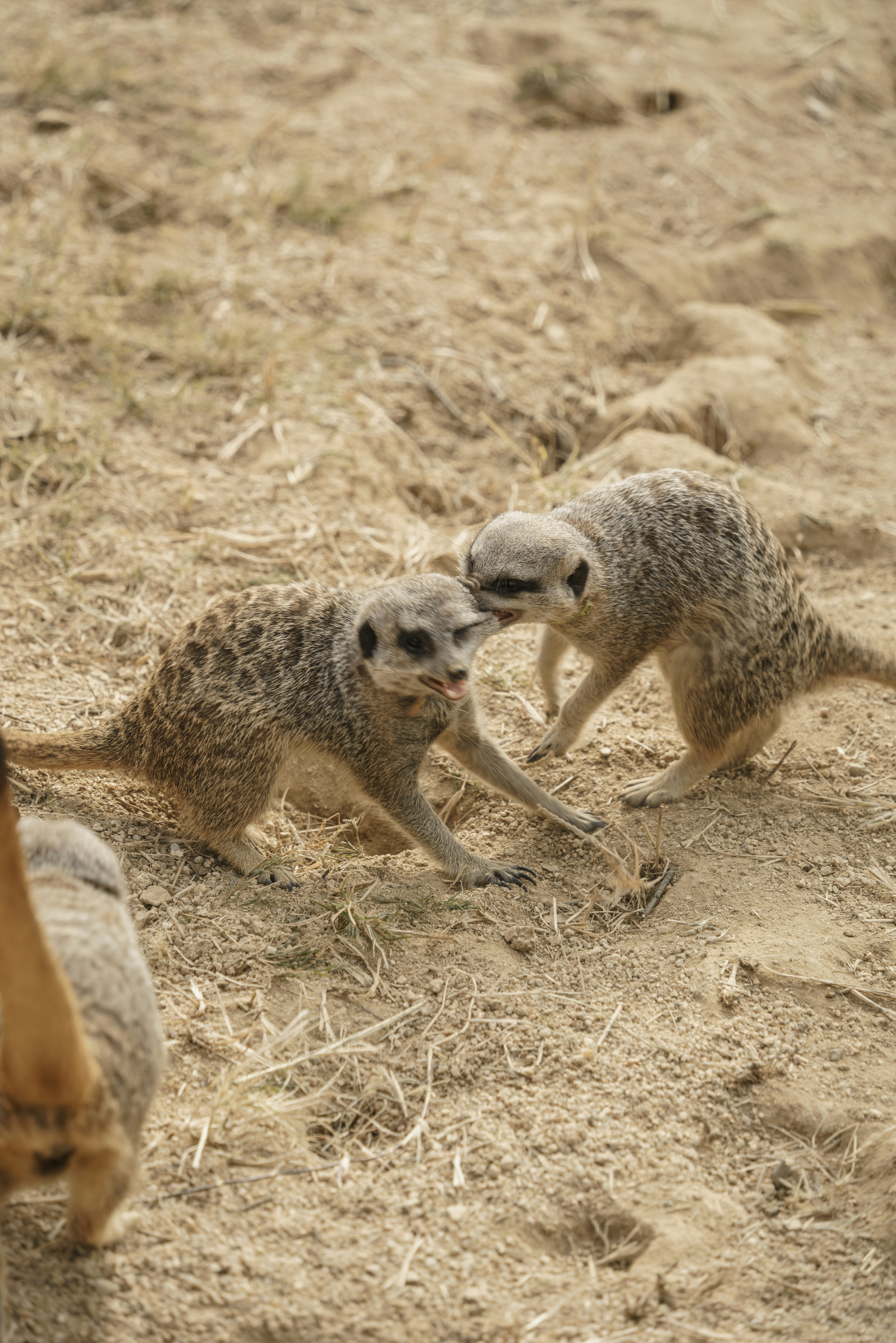Dusty Bond: Meerkats in a Gentle Desert Grooming Moment
