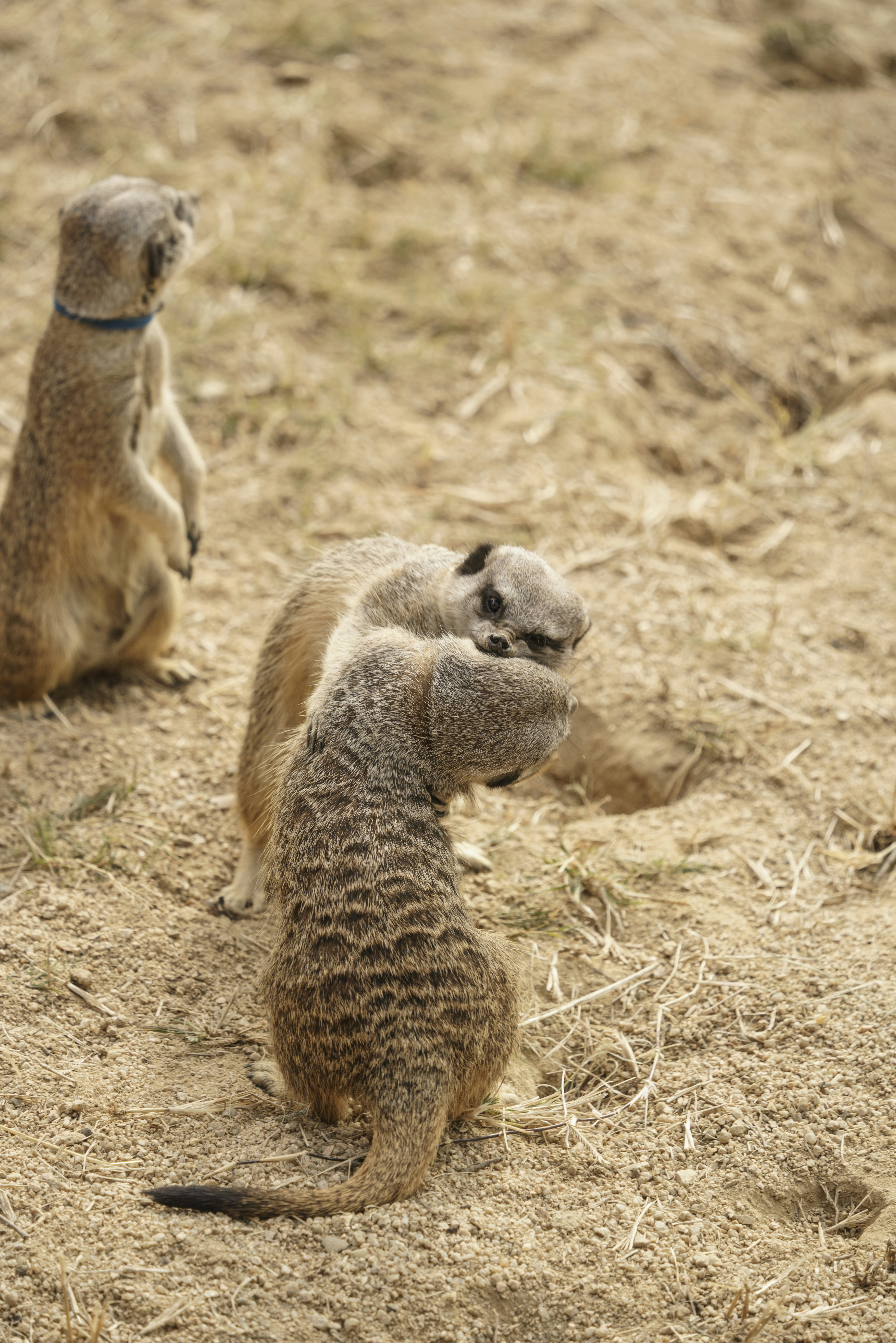 Family of Ground Squirrels on Sunlit Burrowed Ground