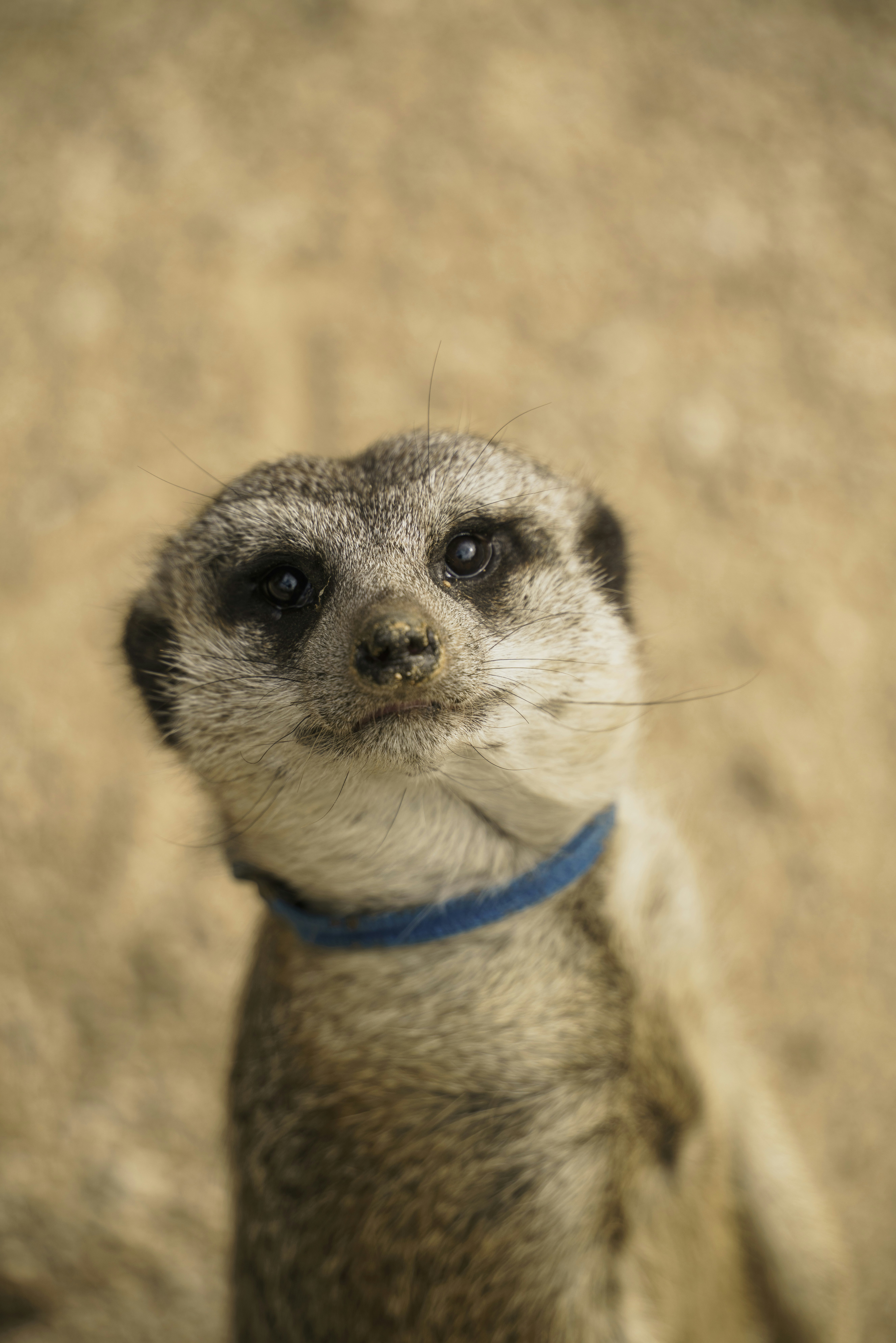 Blue-Collared Meerkat: Curious Gaze on a Sunlit Dune