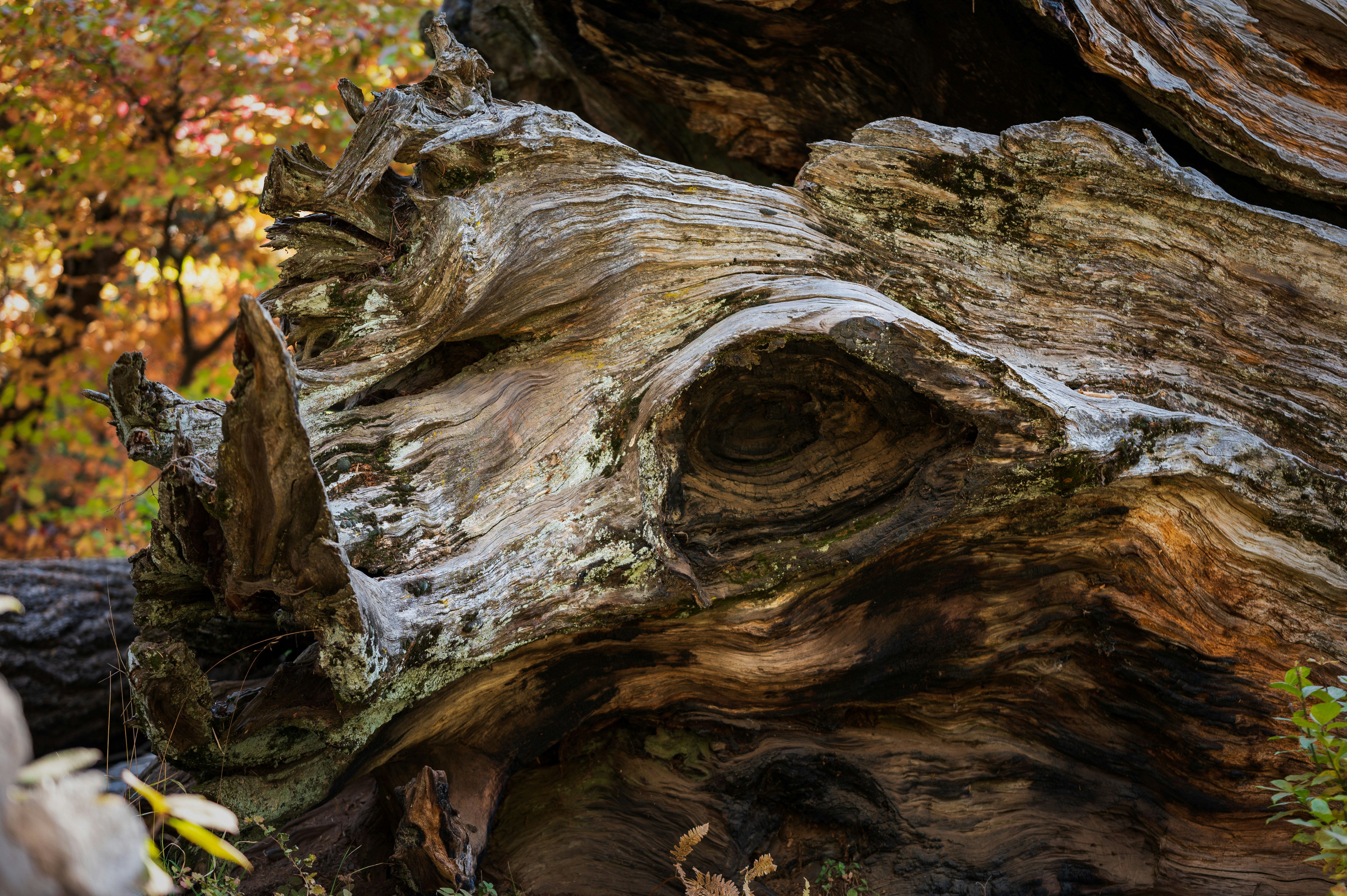 Intricate detail of a weathered tree stump resembling a watchful eye, surrounded by autumn foliage.