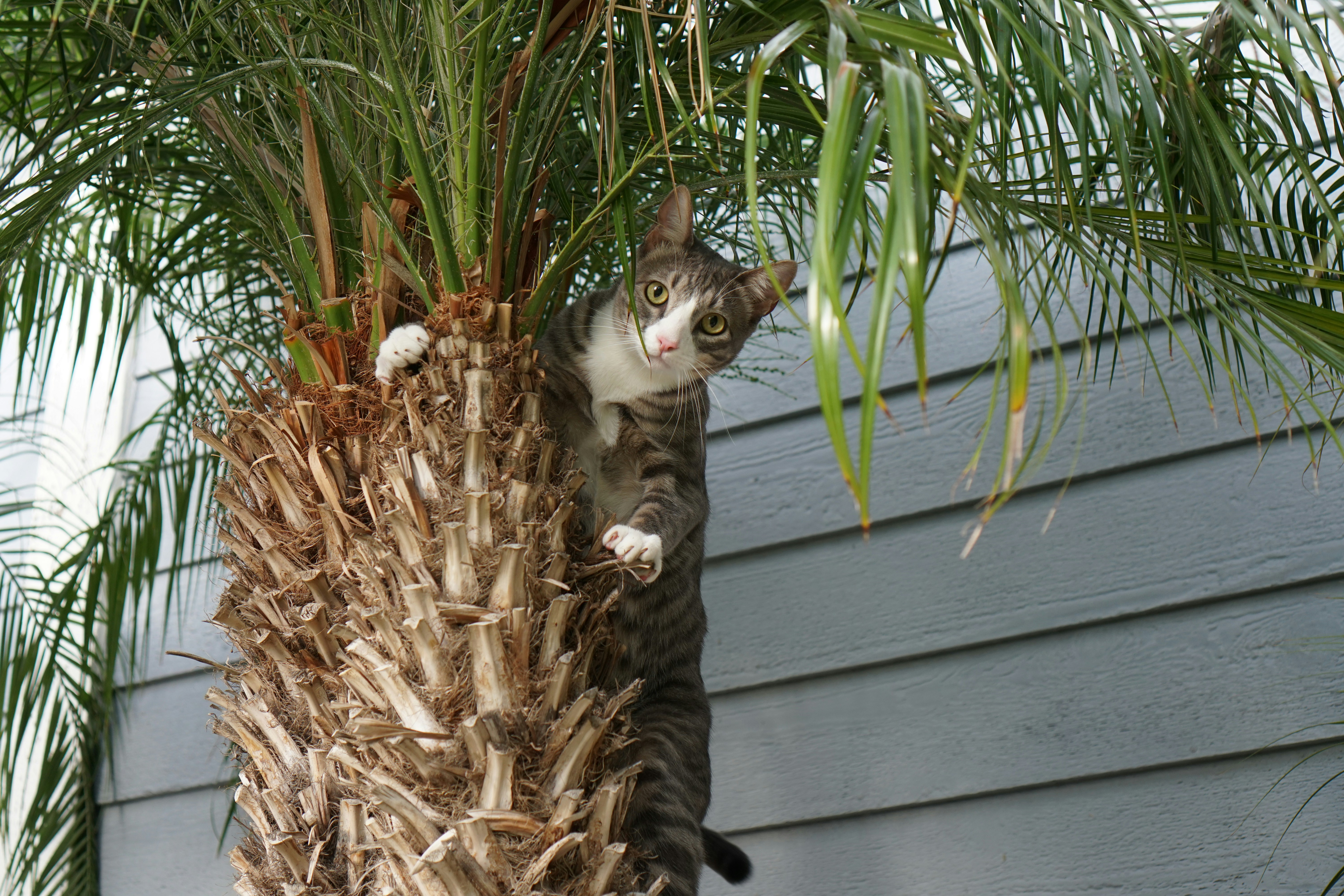 Curious Climber: Cat Peeking from a Palm Trunk by Weathered Siding