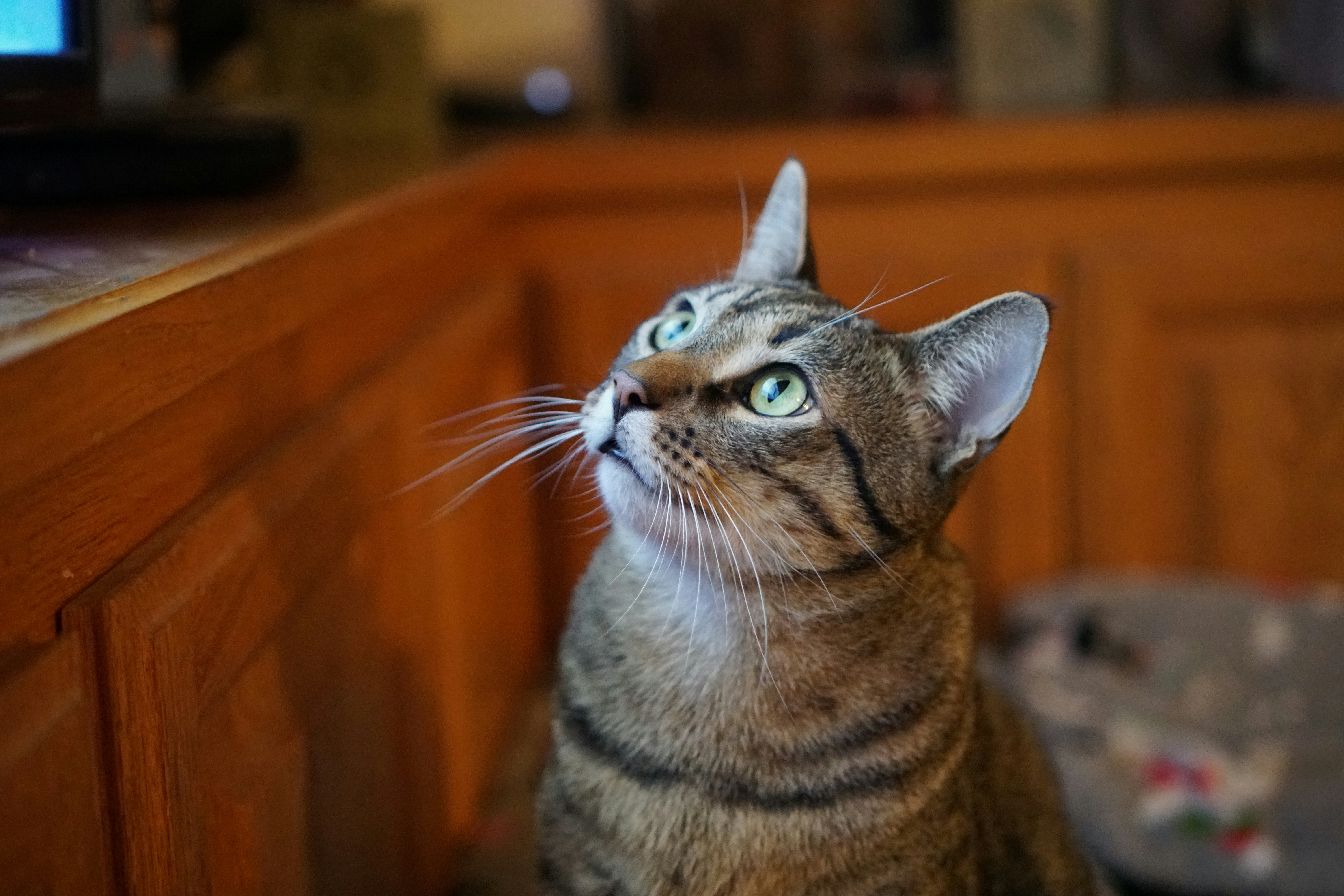 Eine Katze, die auf dem Boden sitzt und nach oben schaut Foto ...