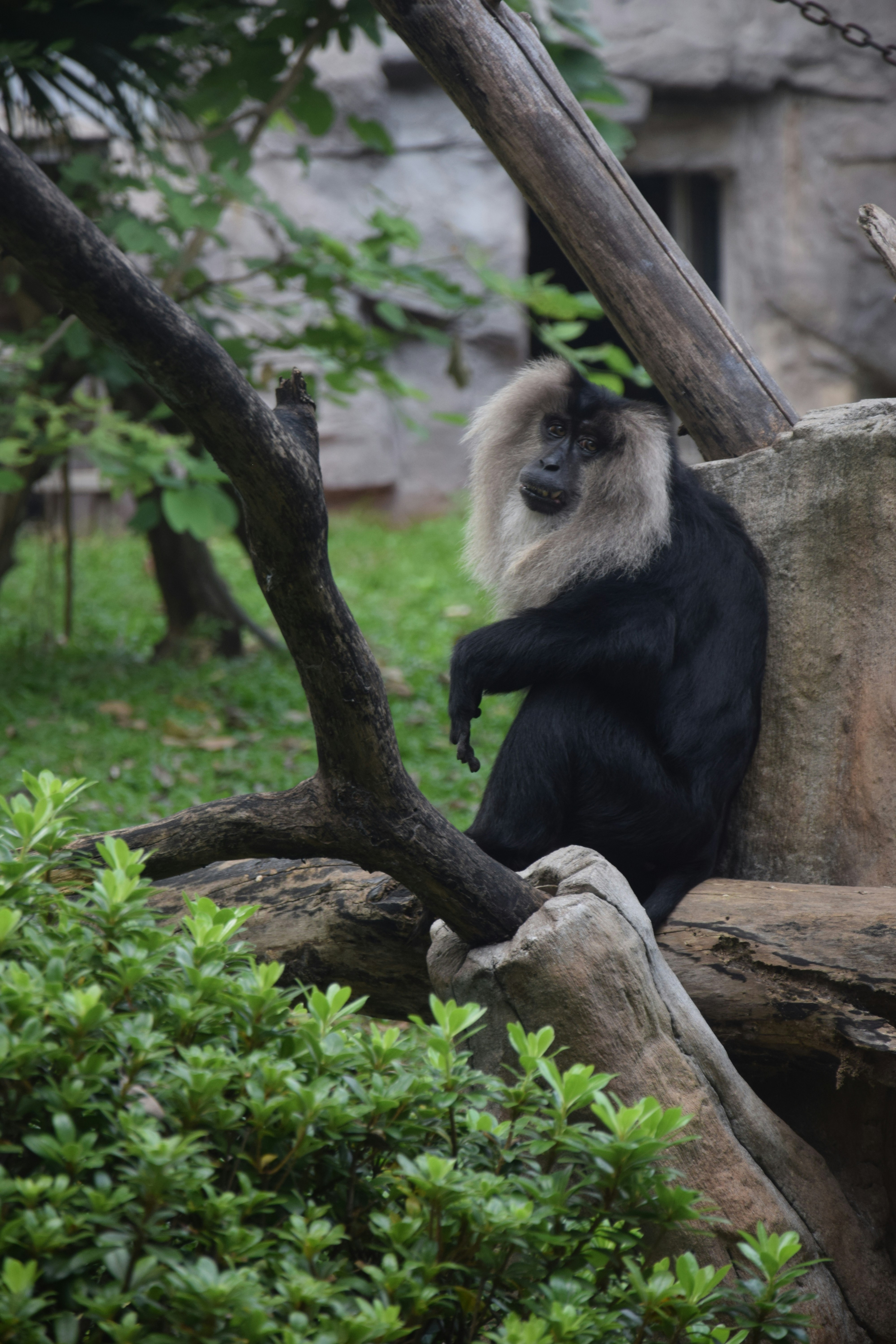 A monkey sitting on a tree branch in a zoo photo – Free Guangzhou Image ...