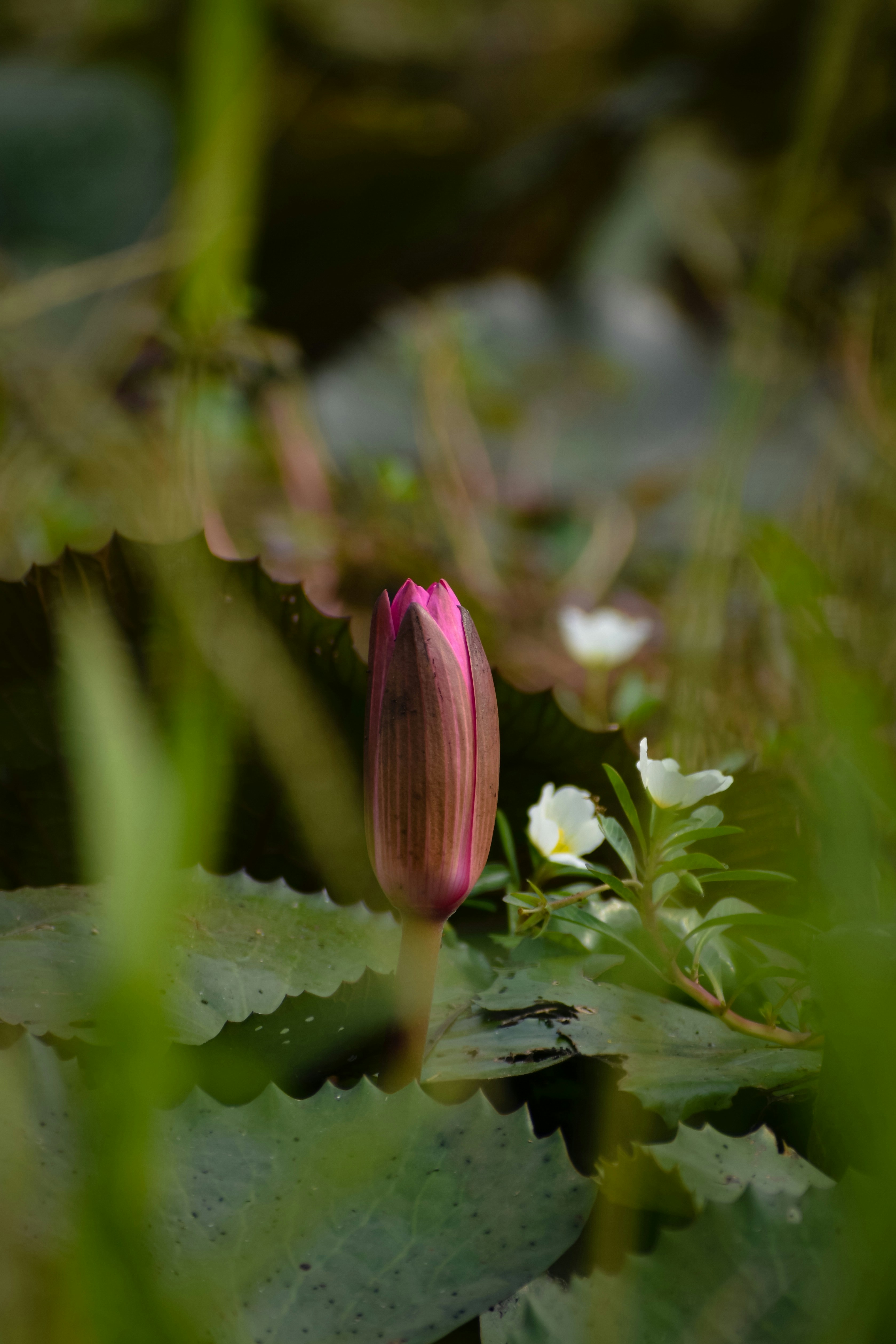 Pink Lotus Bud in a Velvet Pond: a Quiet Emergence Among Leaves
