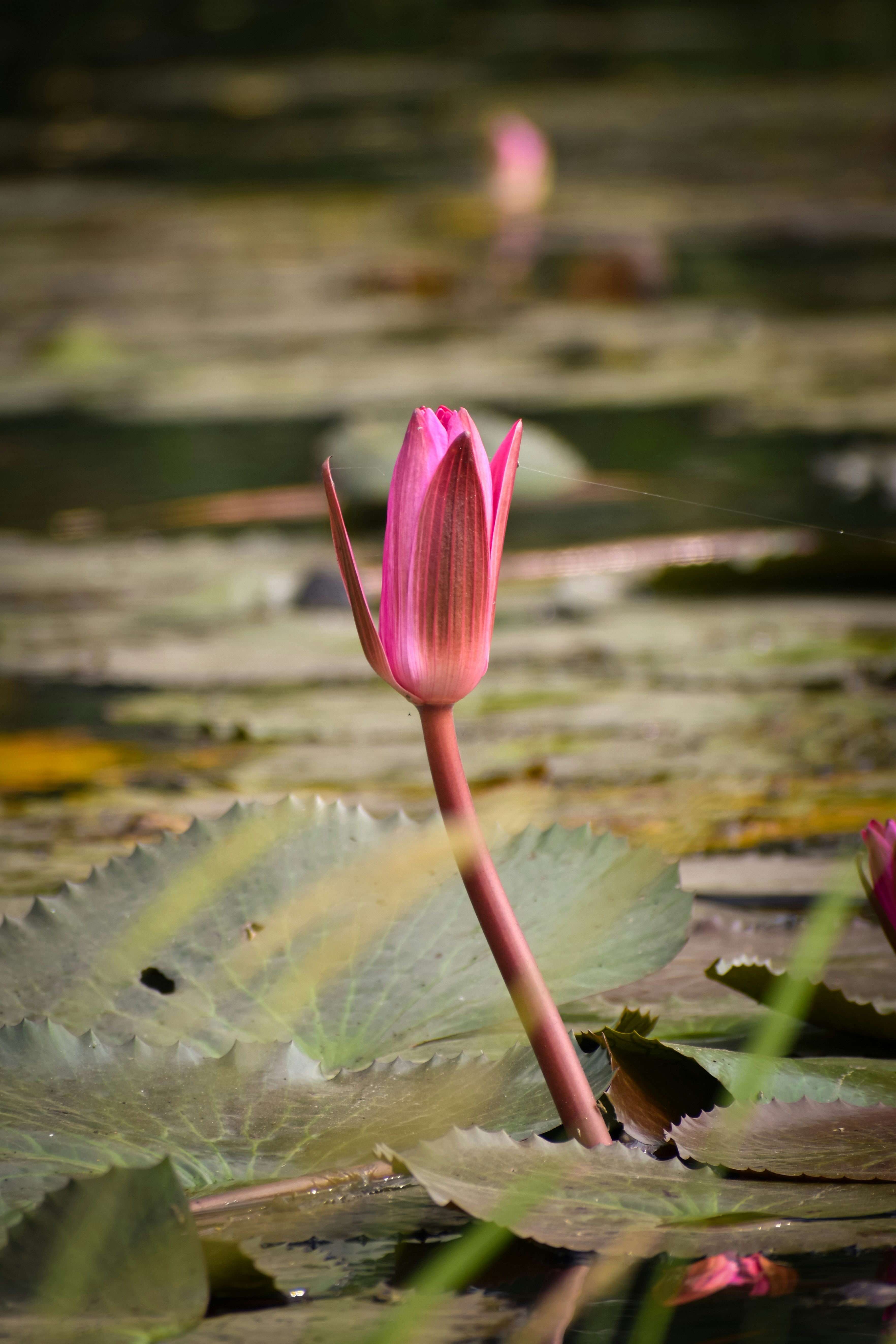 Bud of Blush: A Pink Water Lily Reaches Through the Pond