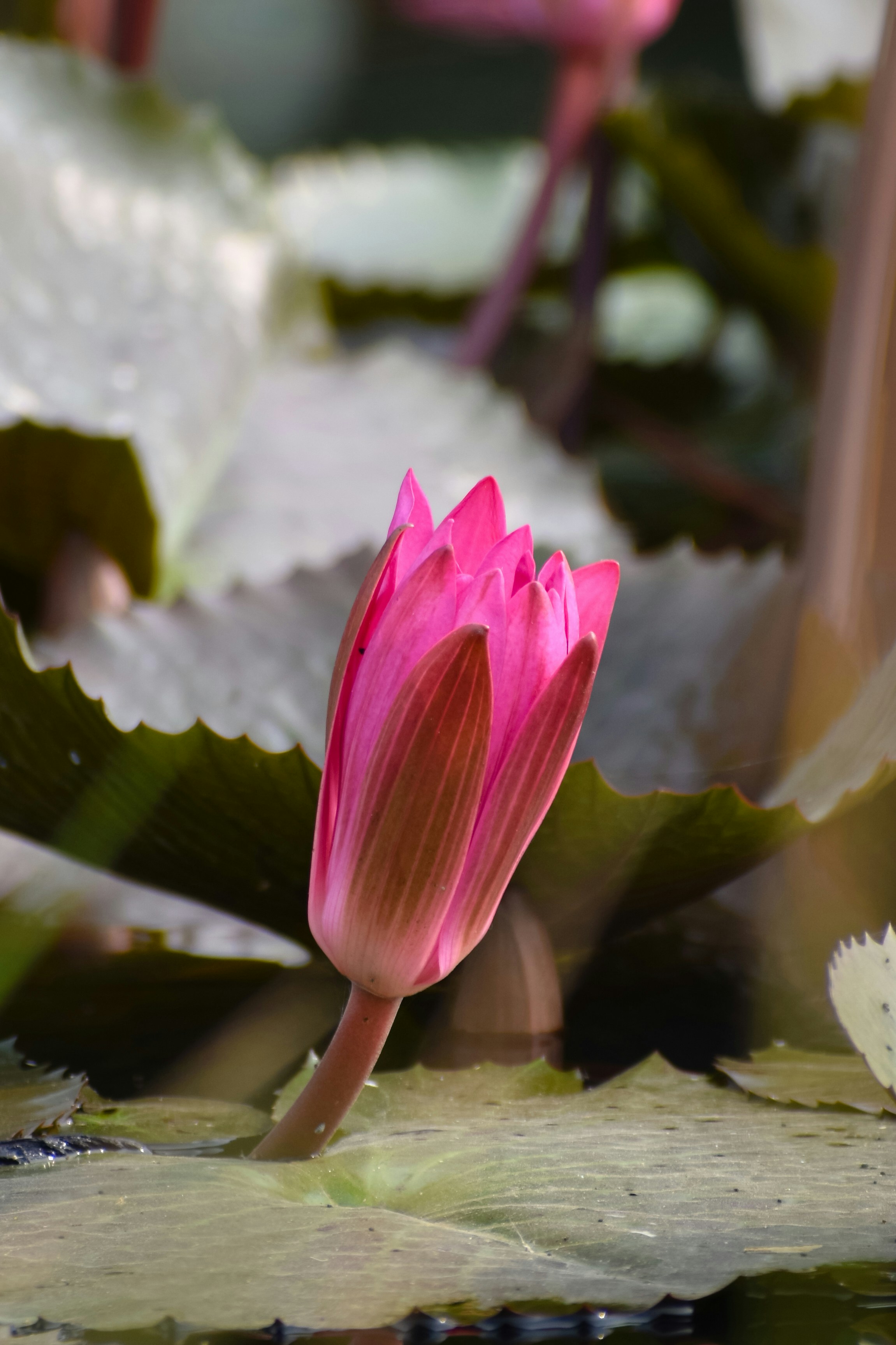 Water Lily