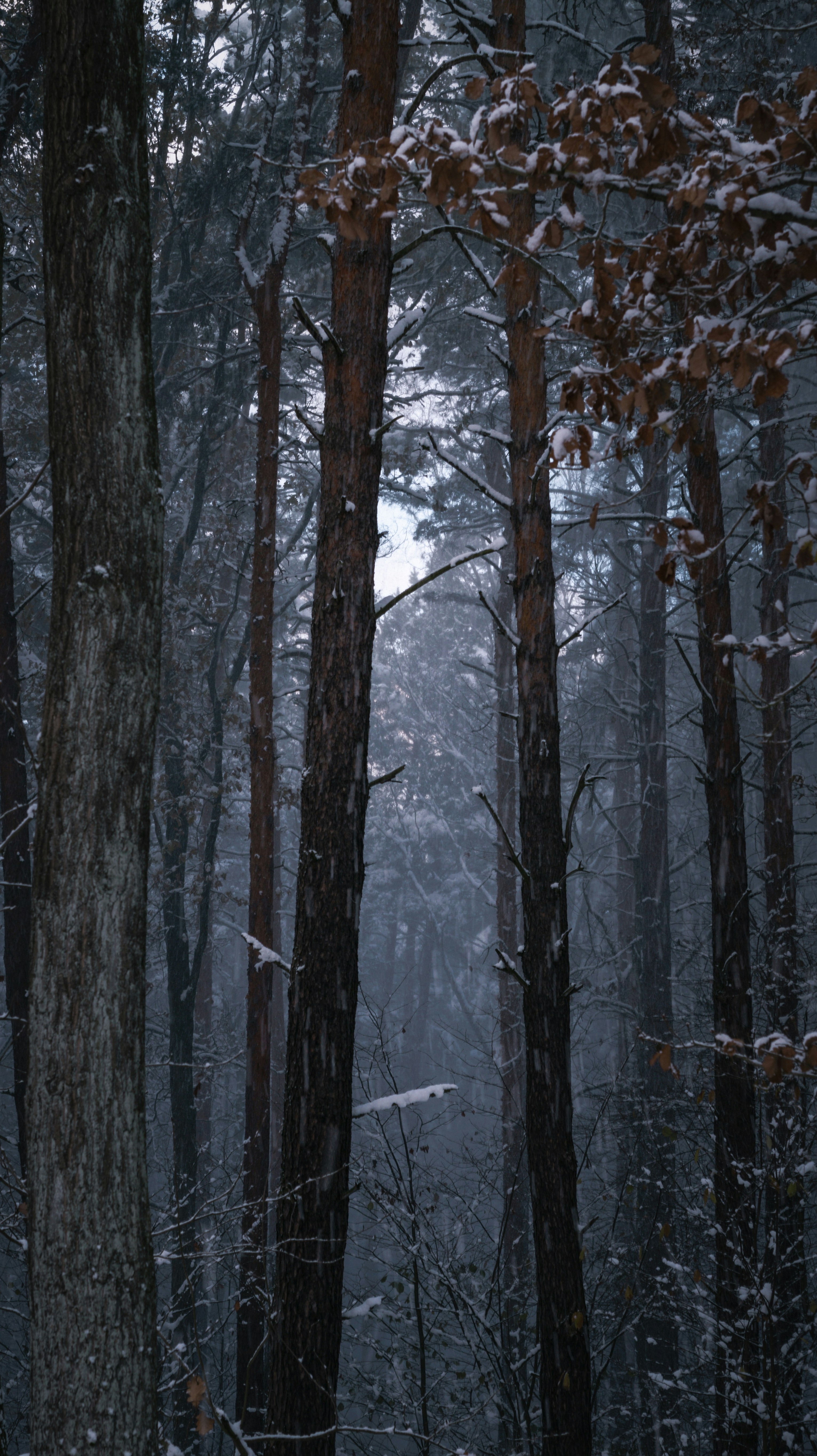 A forest filled with lots of trees covered in snow photo – Free Winter ...